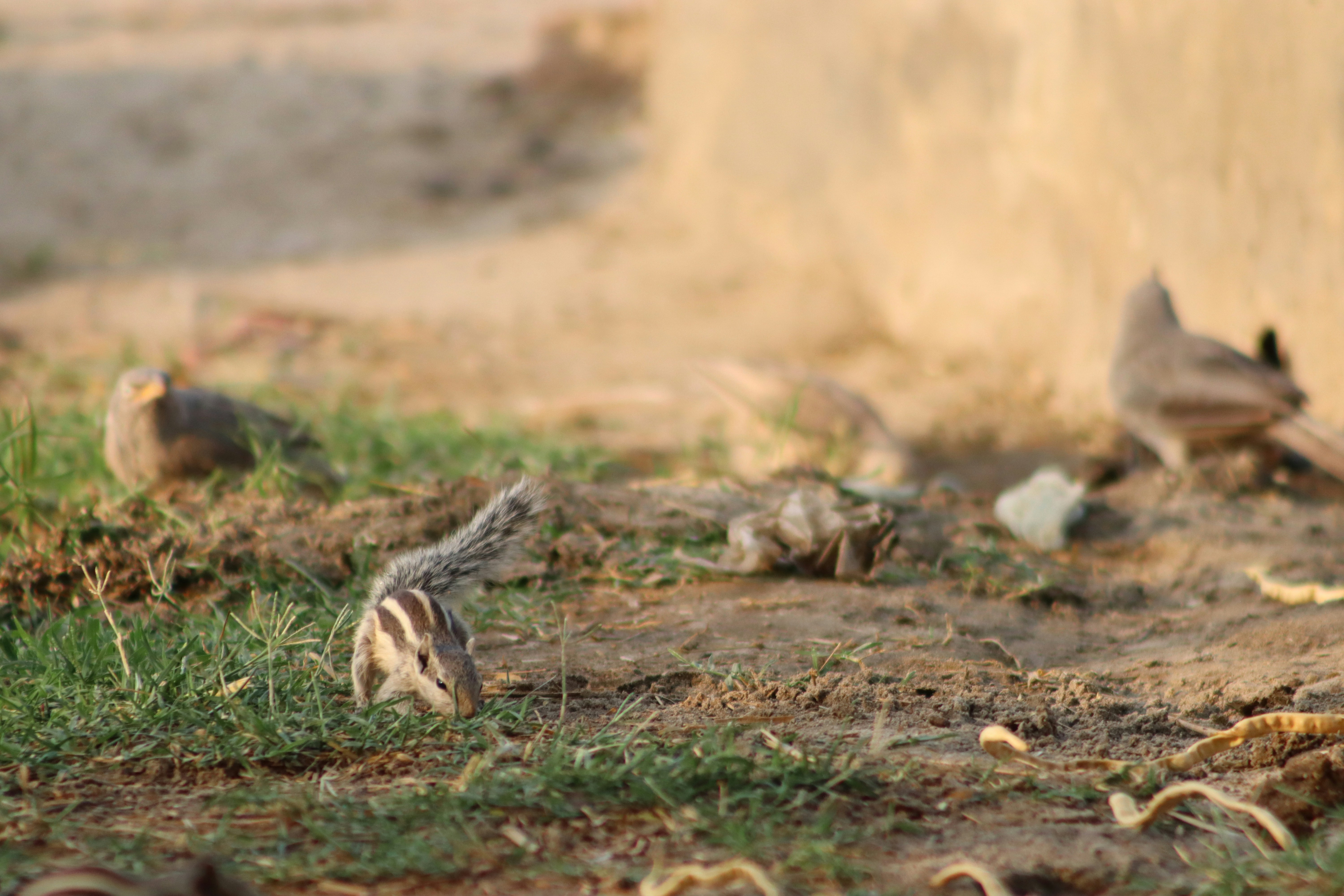 Wingbeat and Dust: A Close-Range Study of Ground-Dwelling Birds