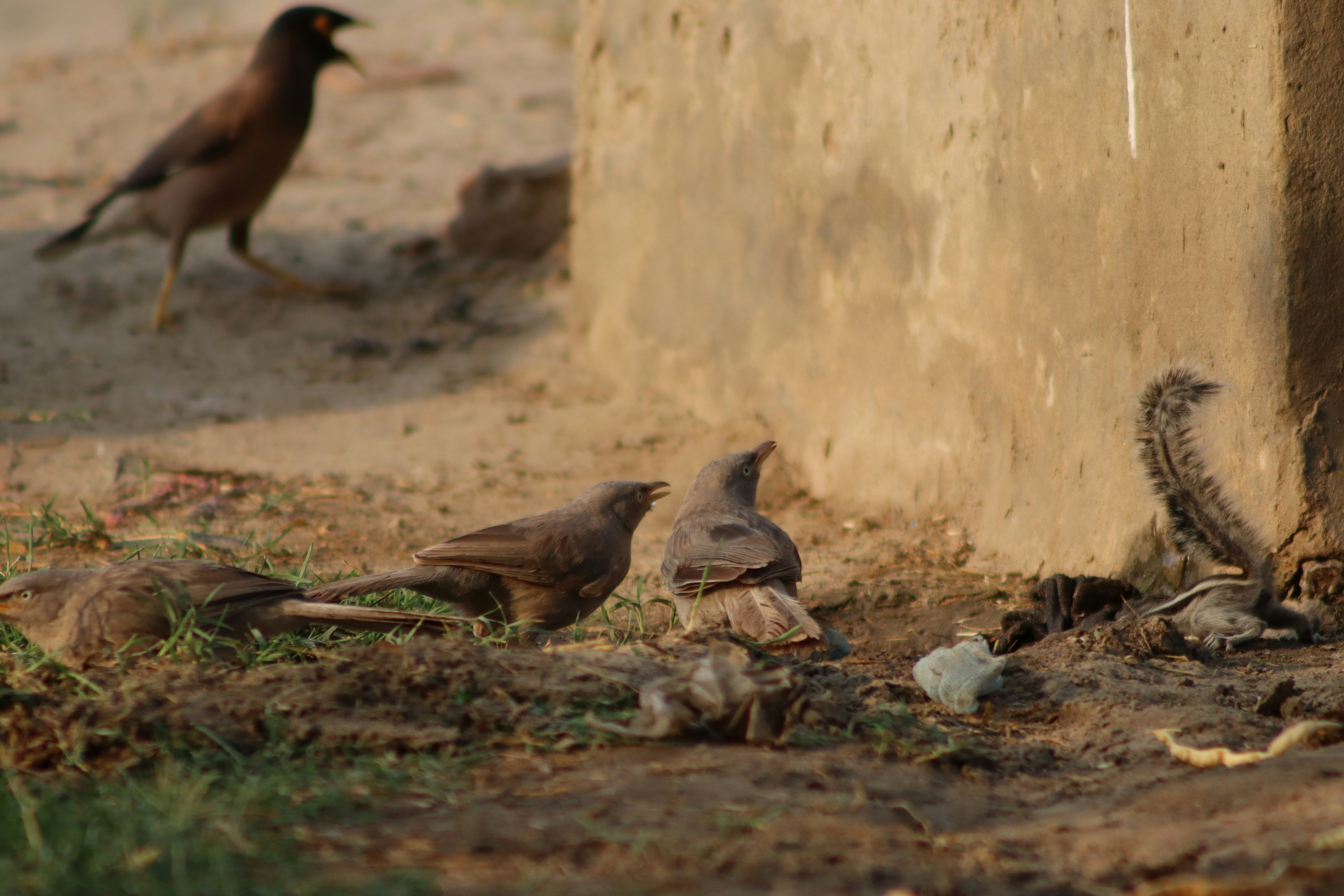 Feathered Foragers at Shoreline Shadow