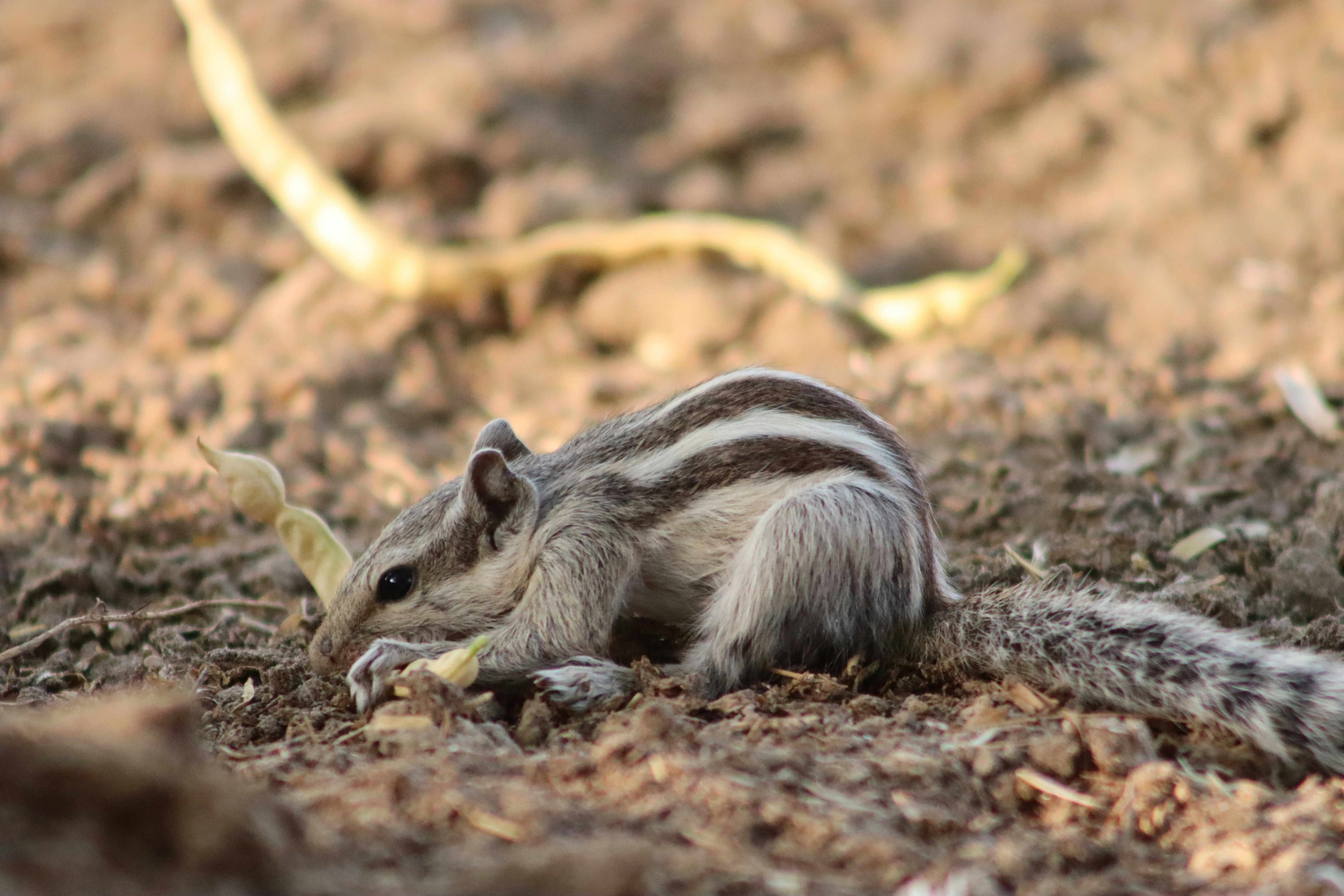 A small animal laying on top of a dirt field photo – Free Animal Image ...