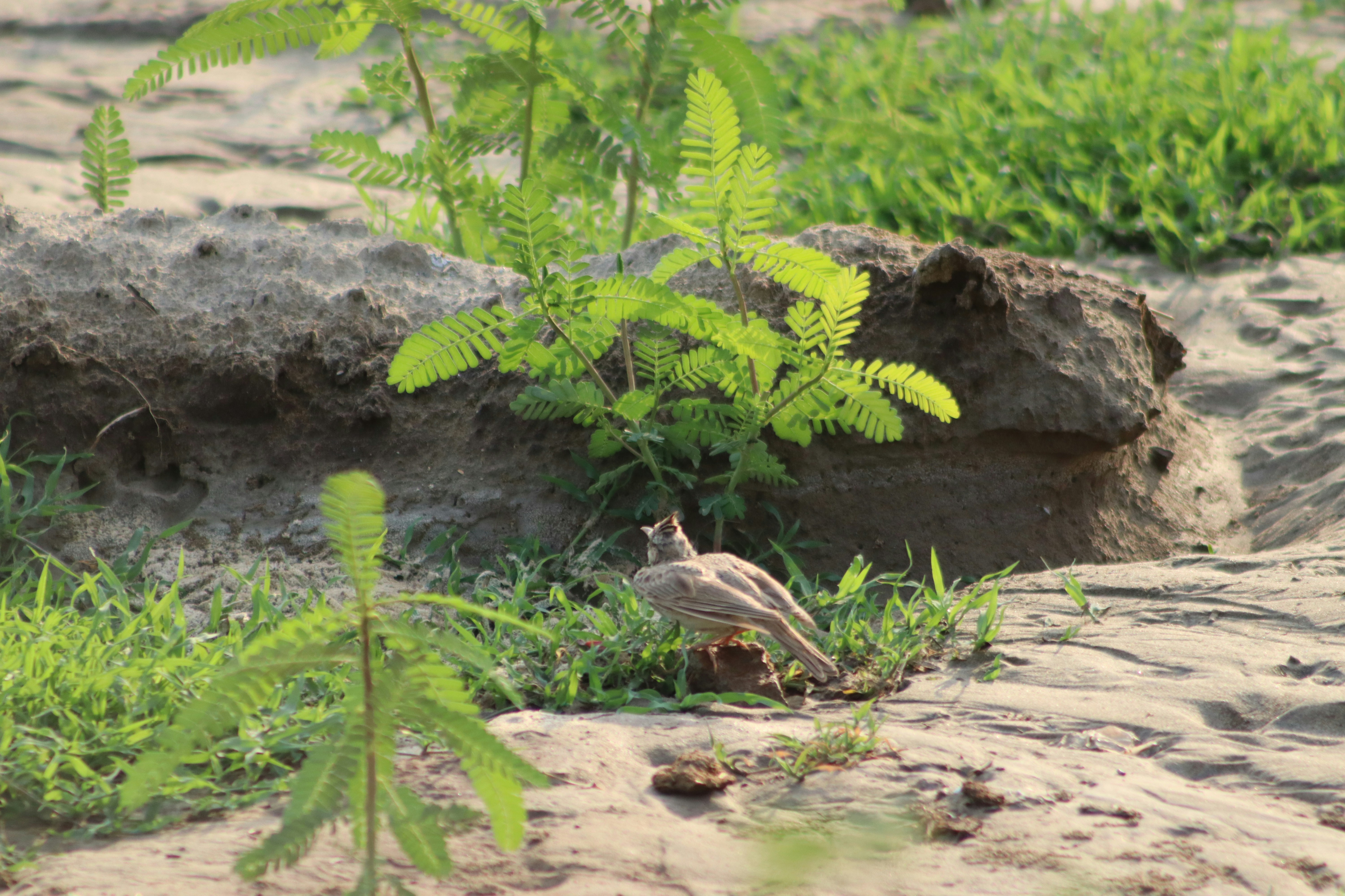 Fern-Fringed Ground Sparrow in Soft Sunlight