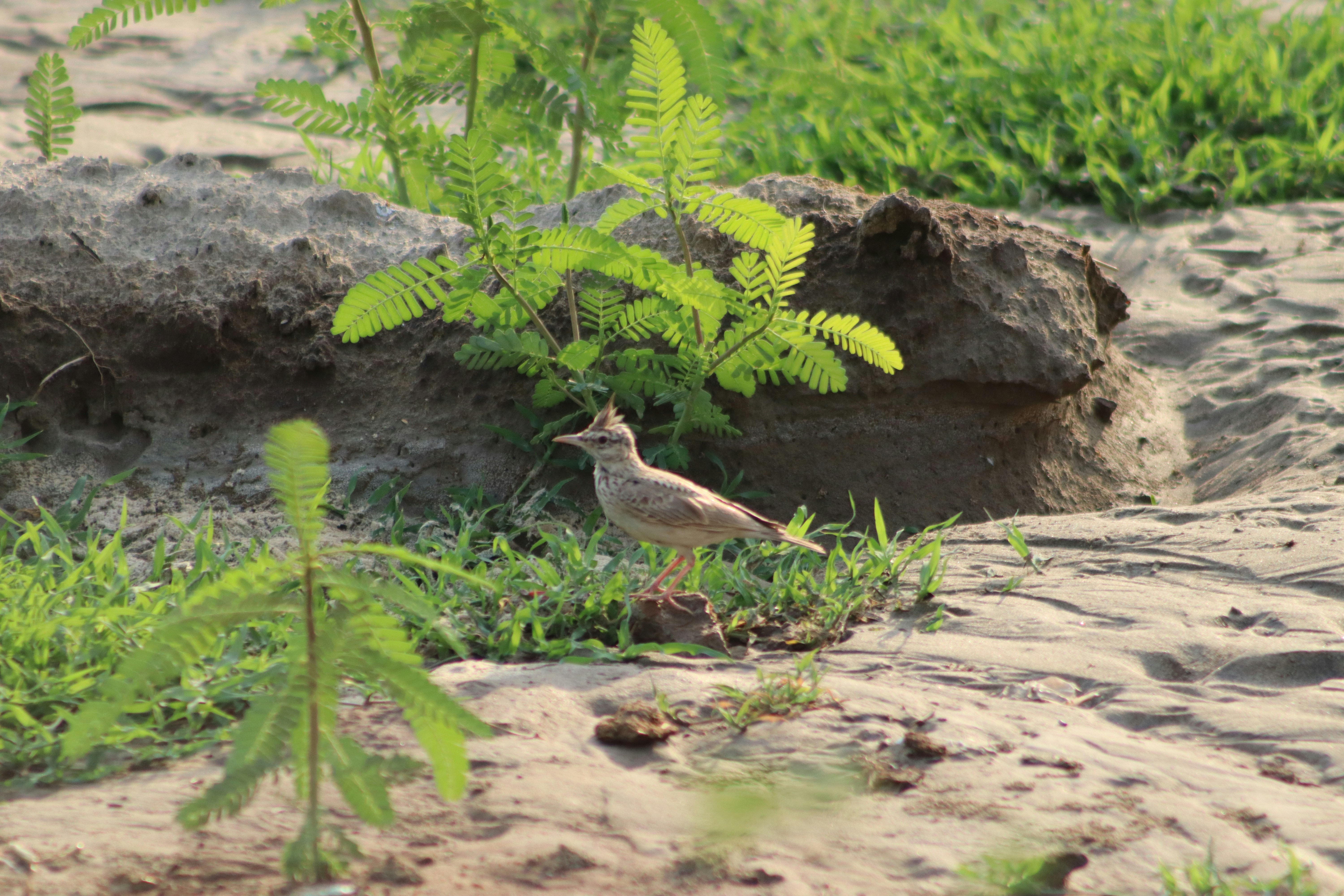 A small bird is standing in the sand photo – Free Animal Image on Unsplash