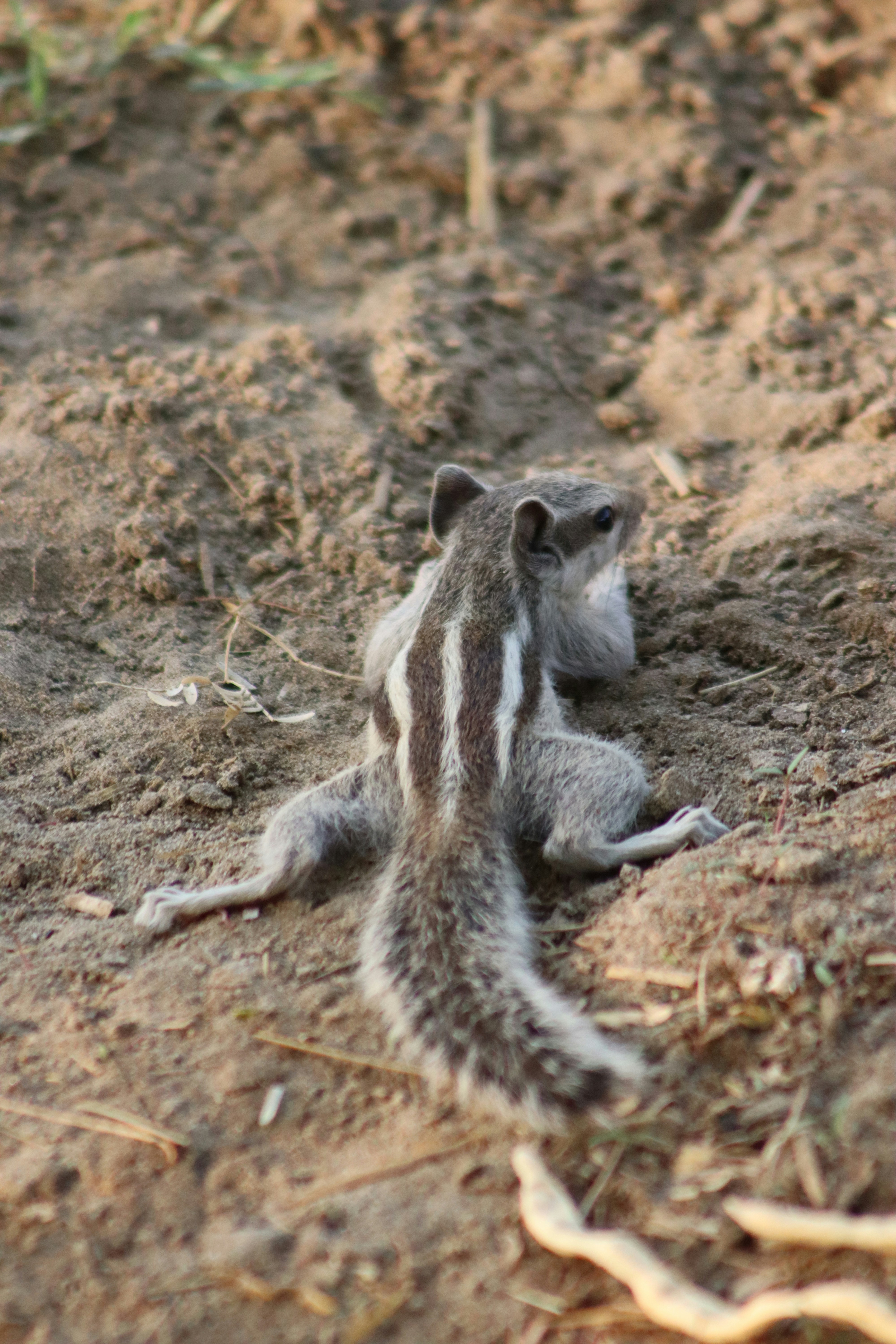 Striped Ground Squirrel Pause in a Dusty Pause