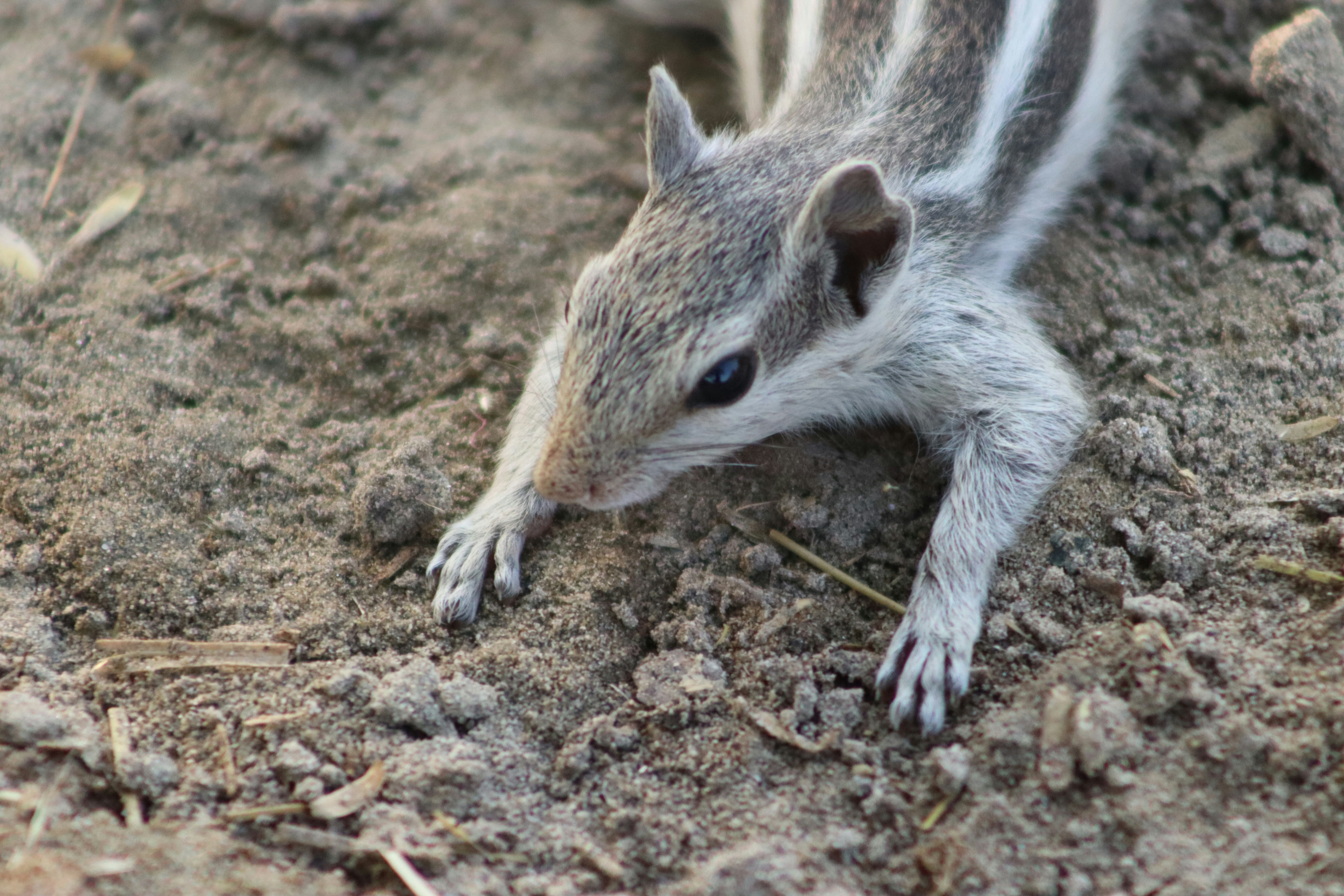 Dusty Dig: A striped chipmunk pauses mid-dig in sunlit soil