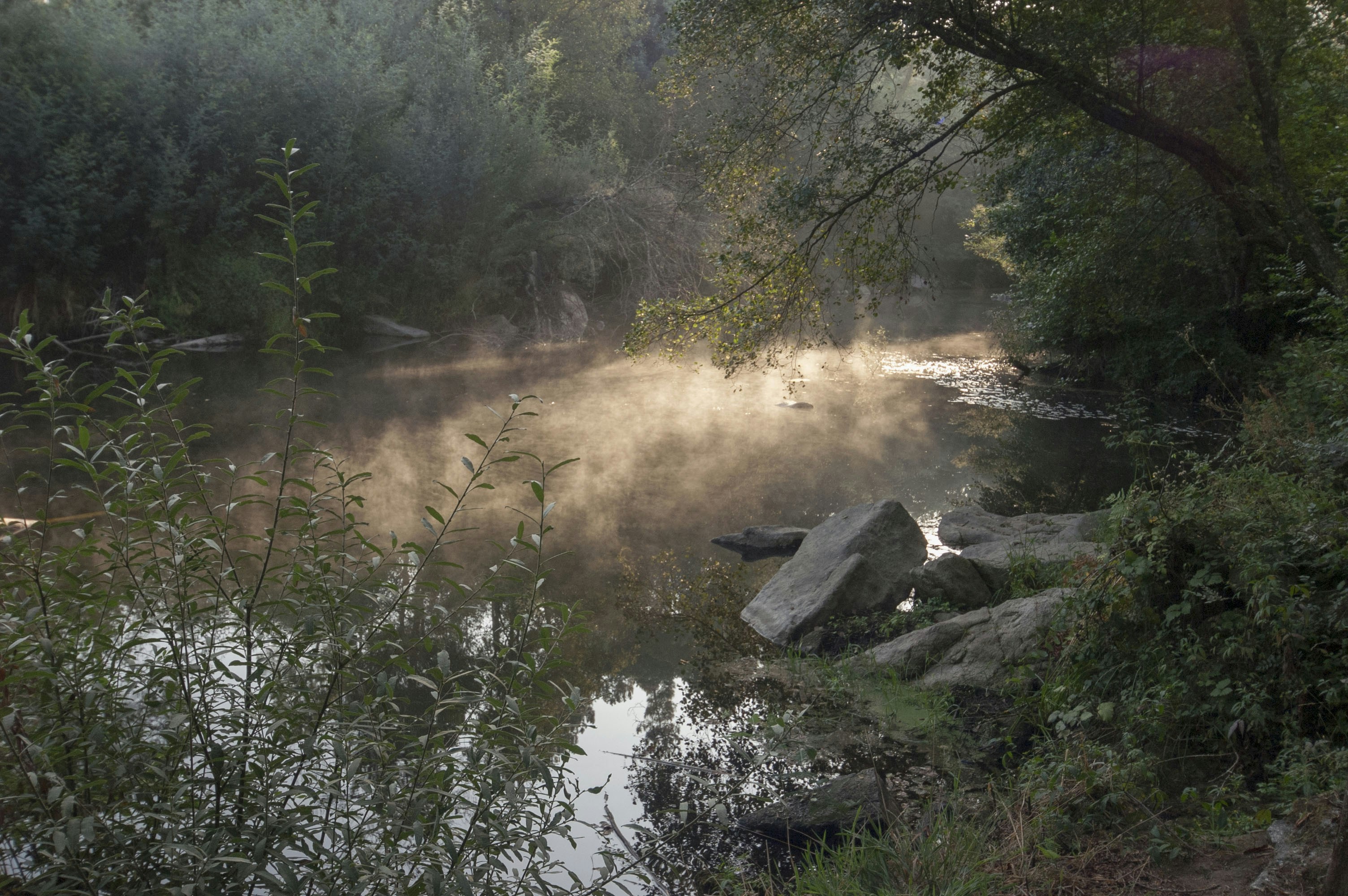 Misty morning scene by a tranquil river, with soft light filtering through trees and rocks lining the shore.