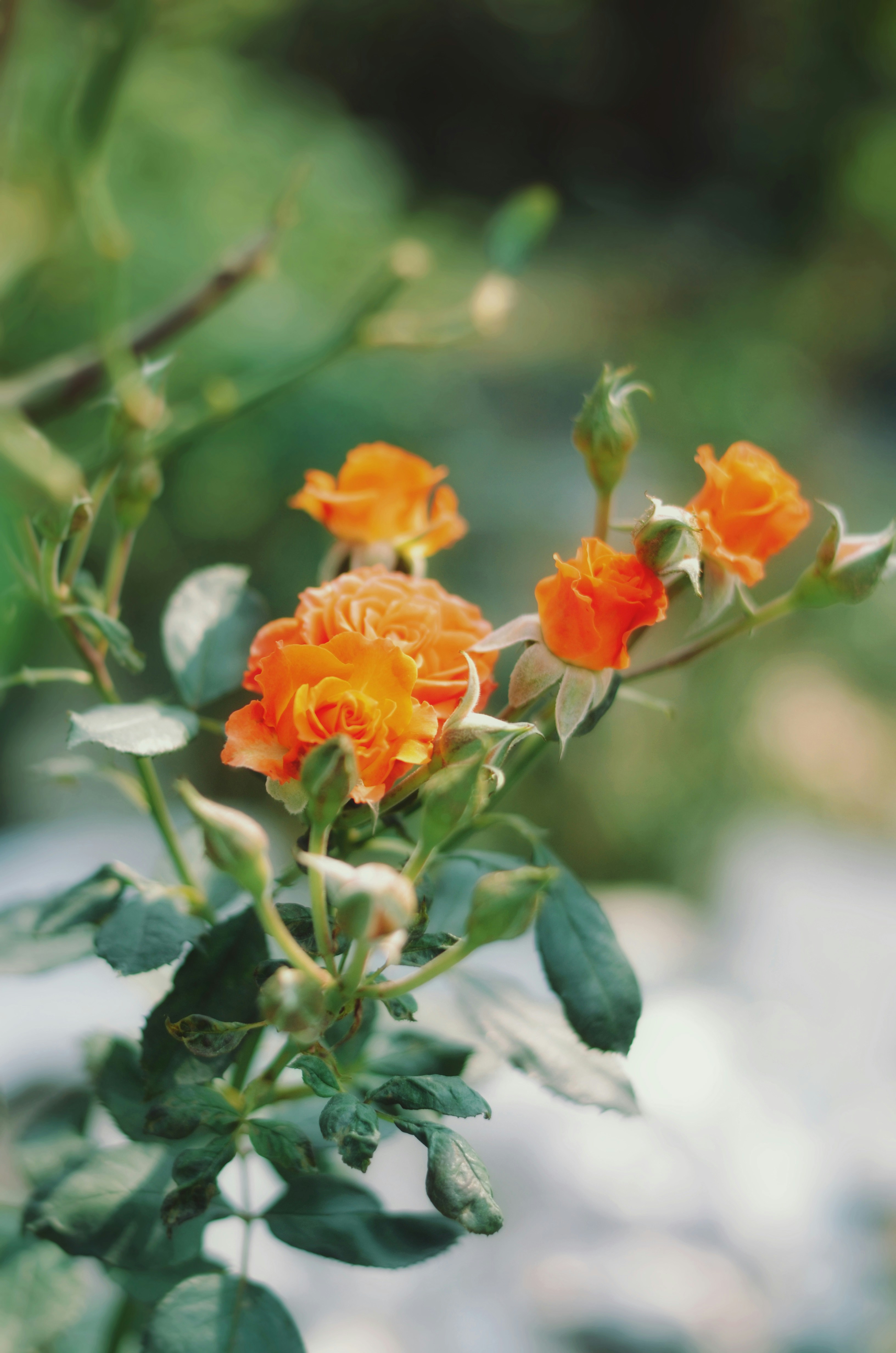 Vibrant Blossoms in Nature's Embrace