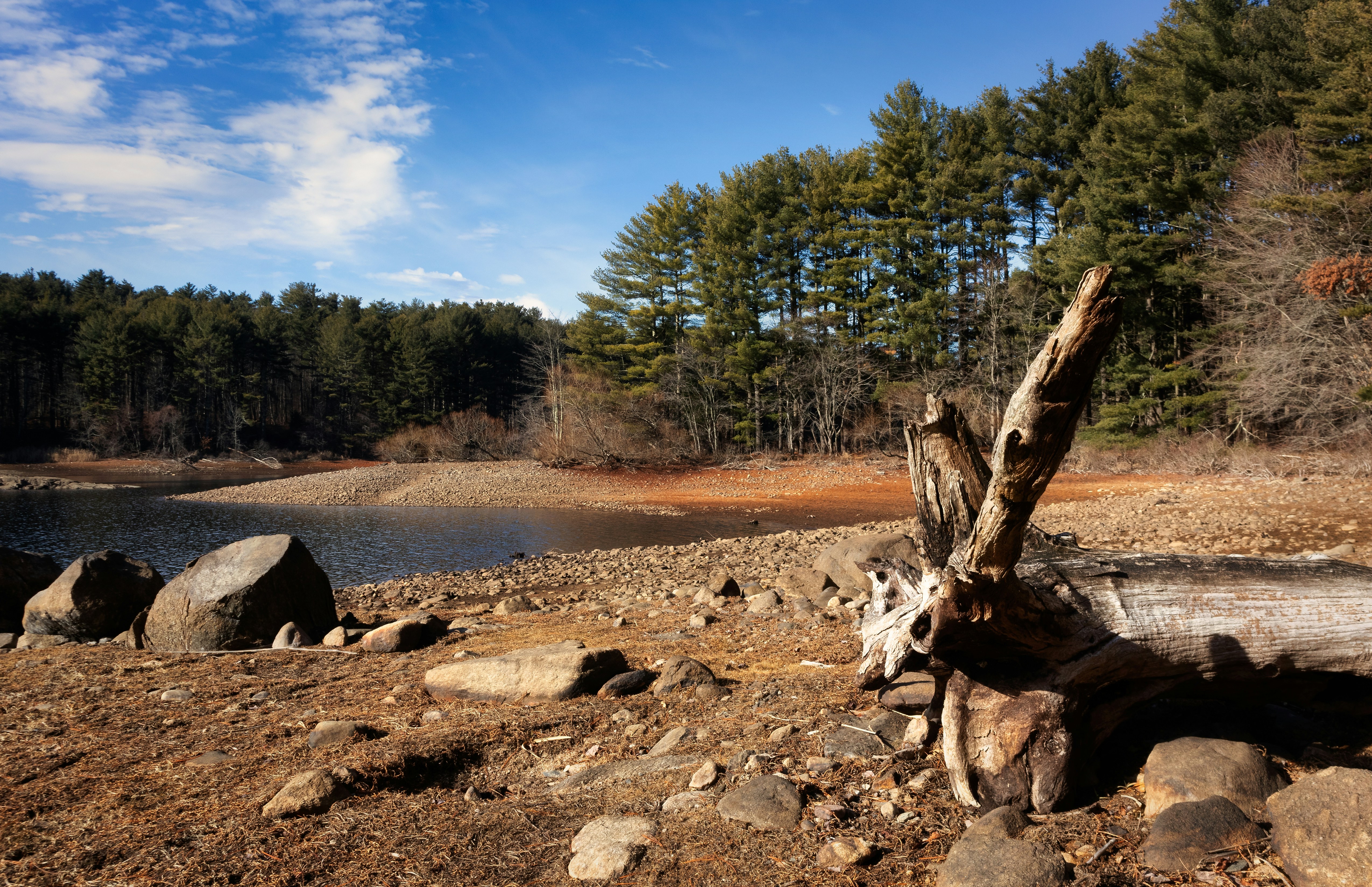 Driftwood Sentinel on a Lakebank under a Bright Sky