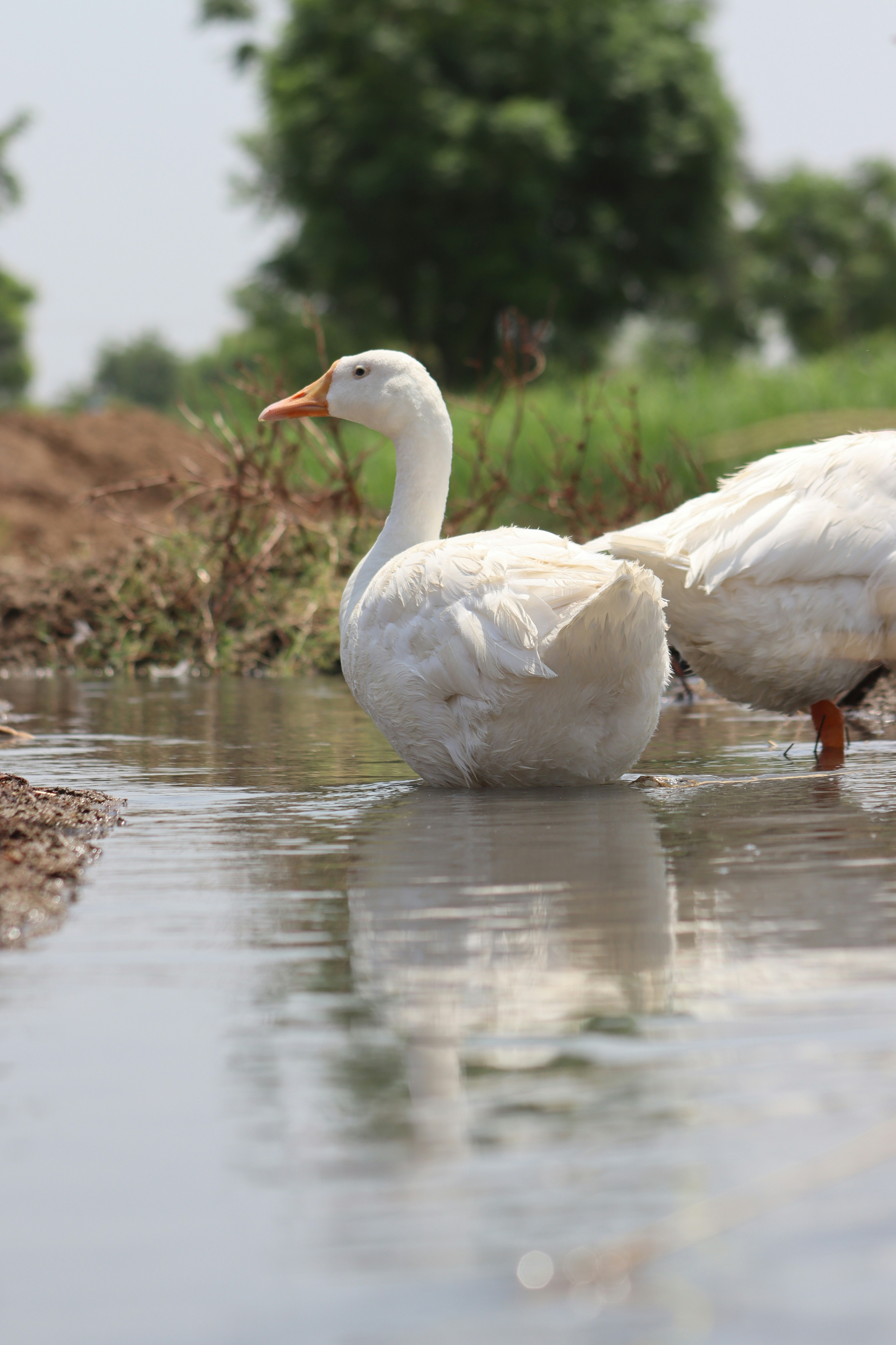 White Goose in a Shallow Water Channel