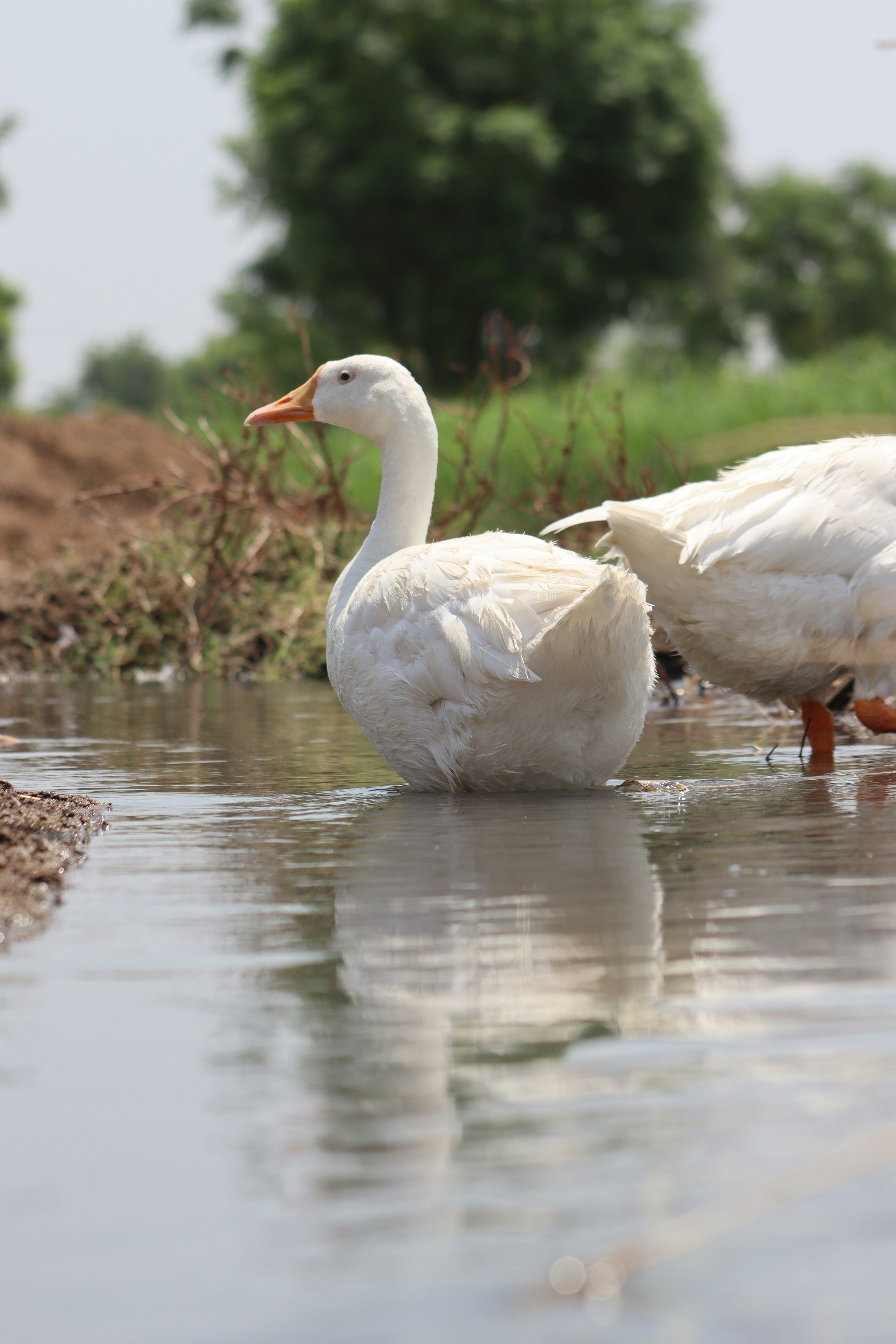  serene water perch: a white goose anchors the frame