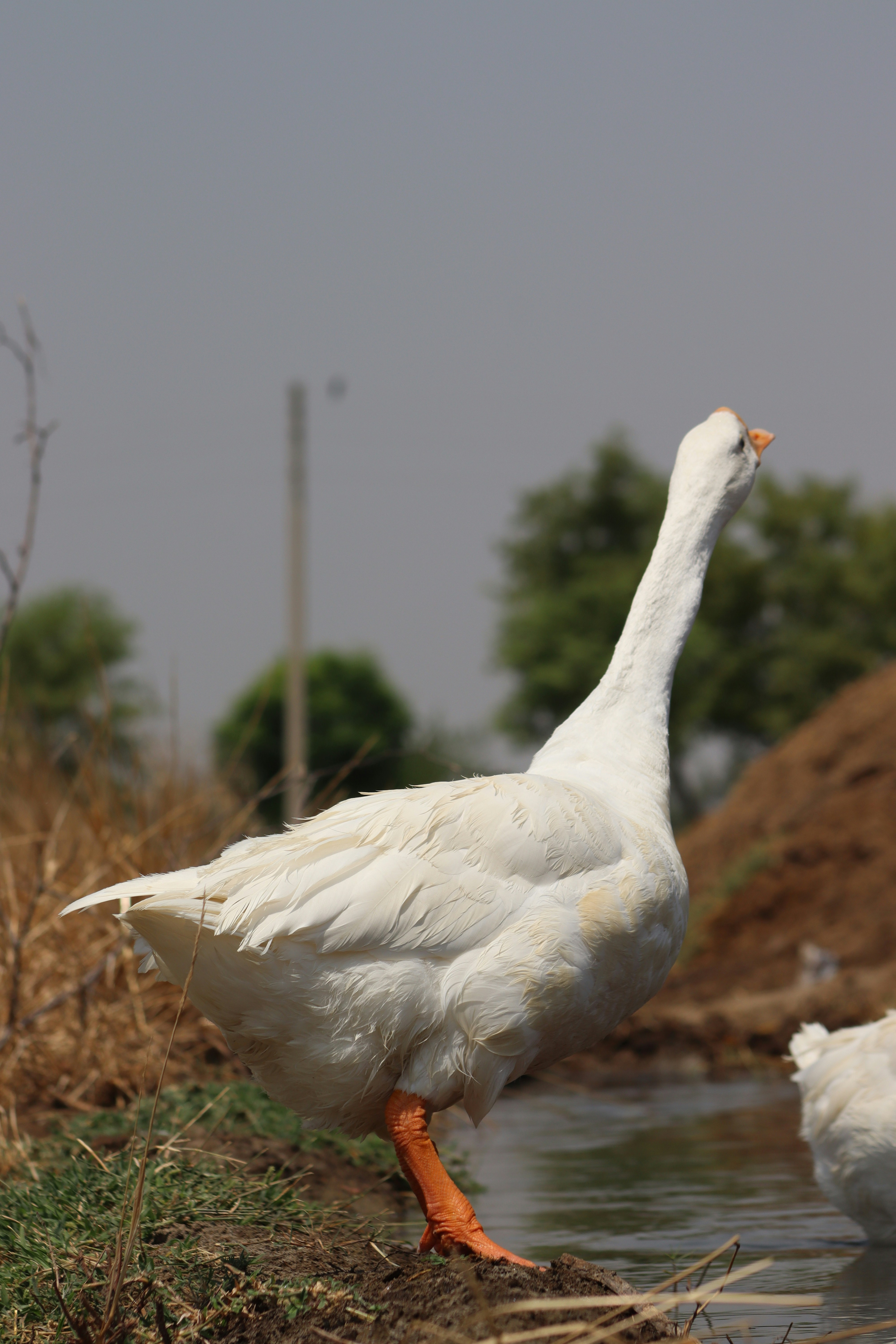 Ascendant Goose by the Riverside: A White Silhouette Against the Sunlit Bank