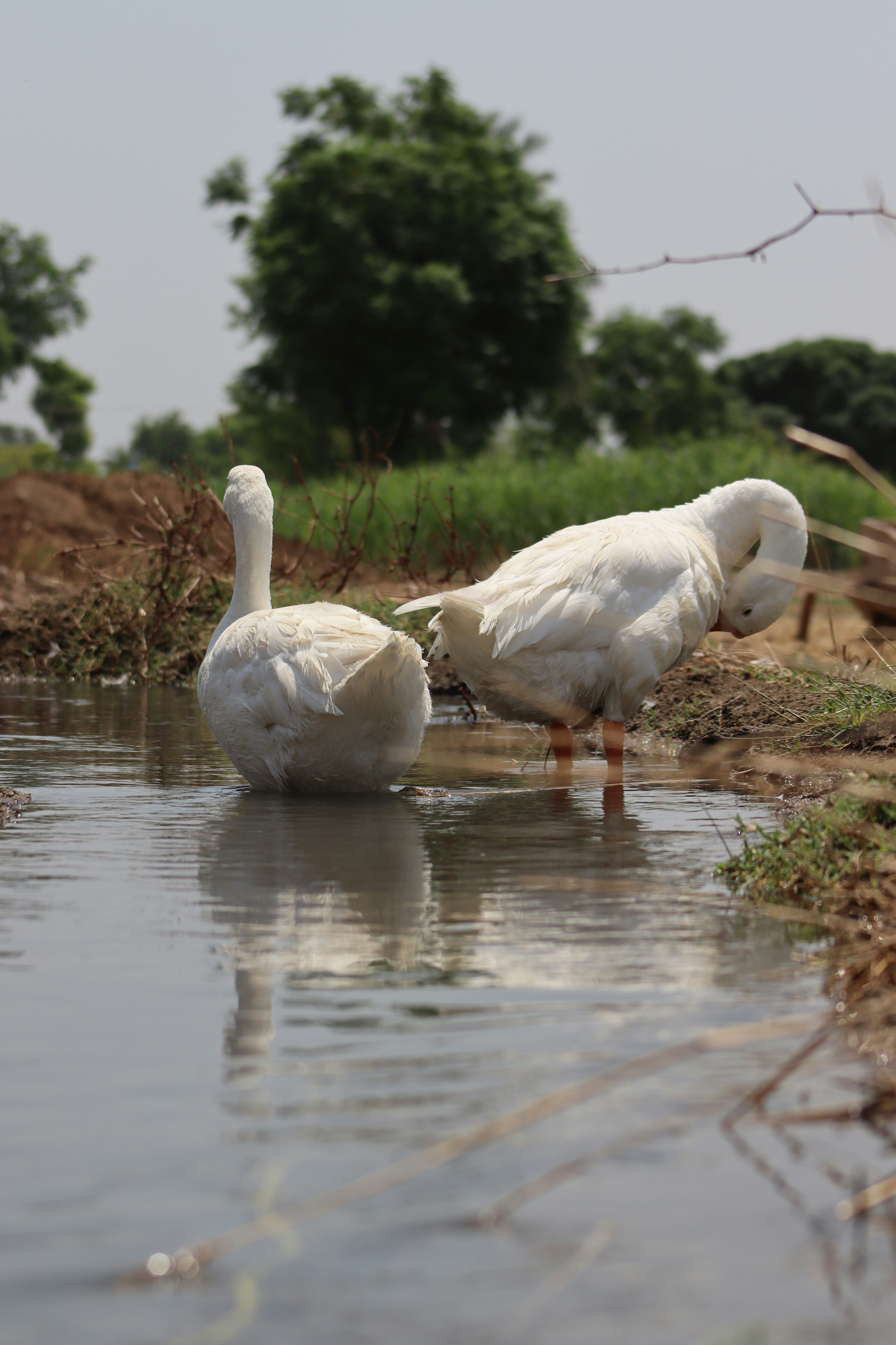 Morning Quay: A Pair of White Herons at the Water's Edge