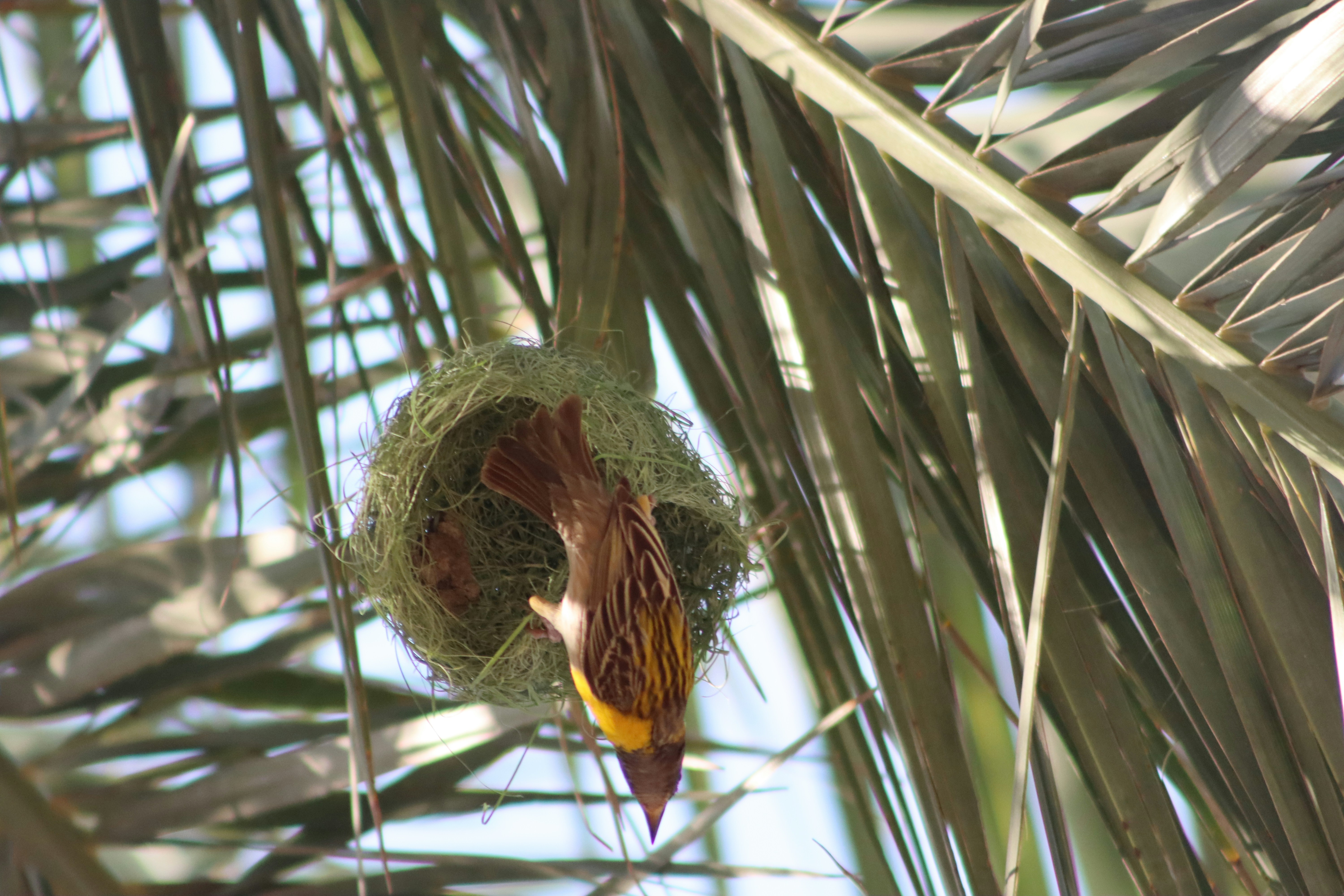A bird sitting on top of a nest in a palm tree photo – Free Animal ...