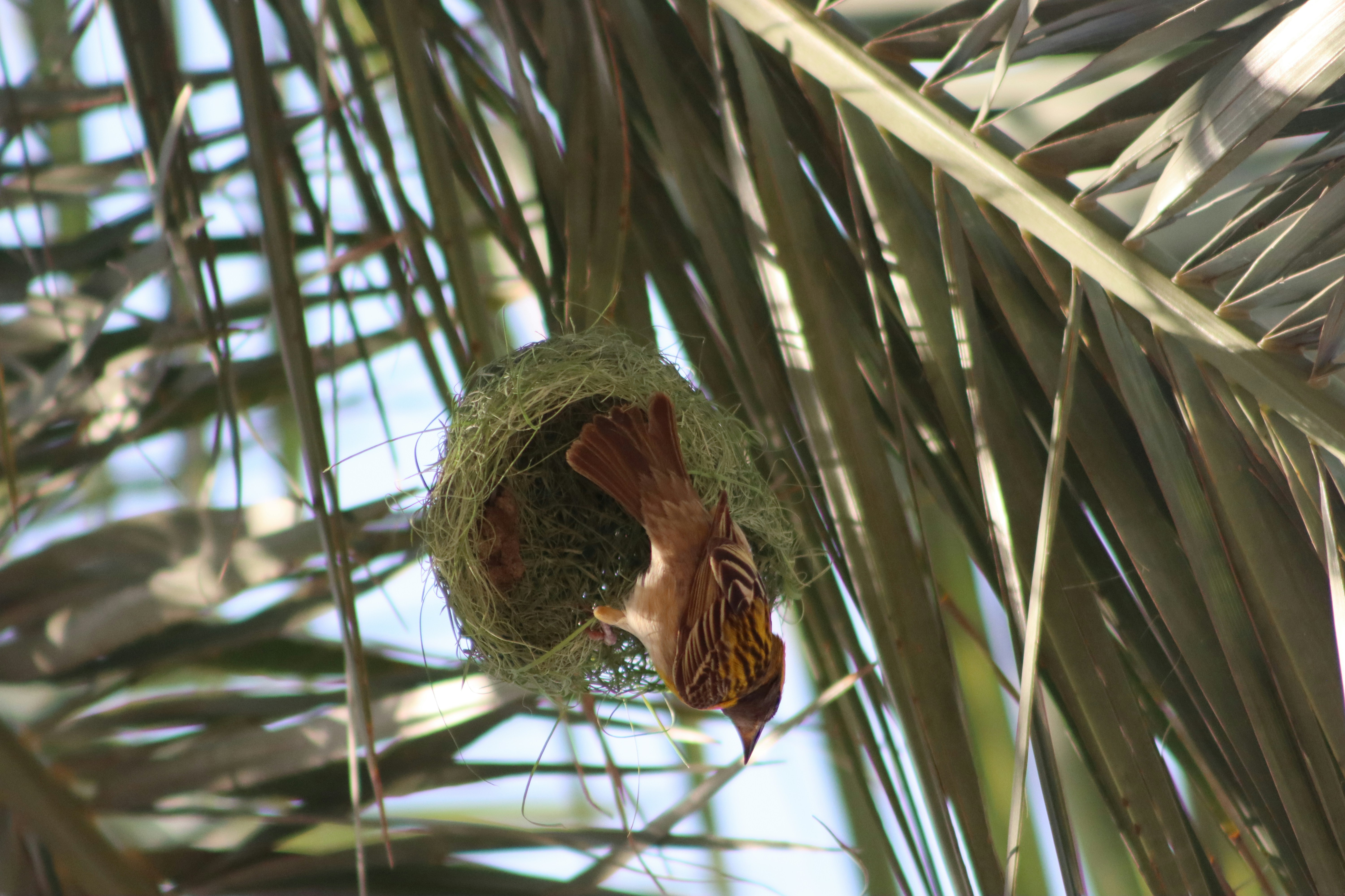 Nest-bound Nestling: A Bird's Nest in Palm Fronds