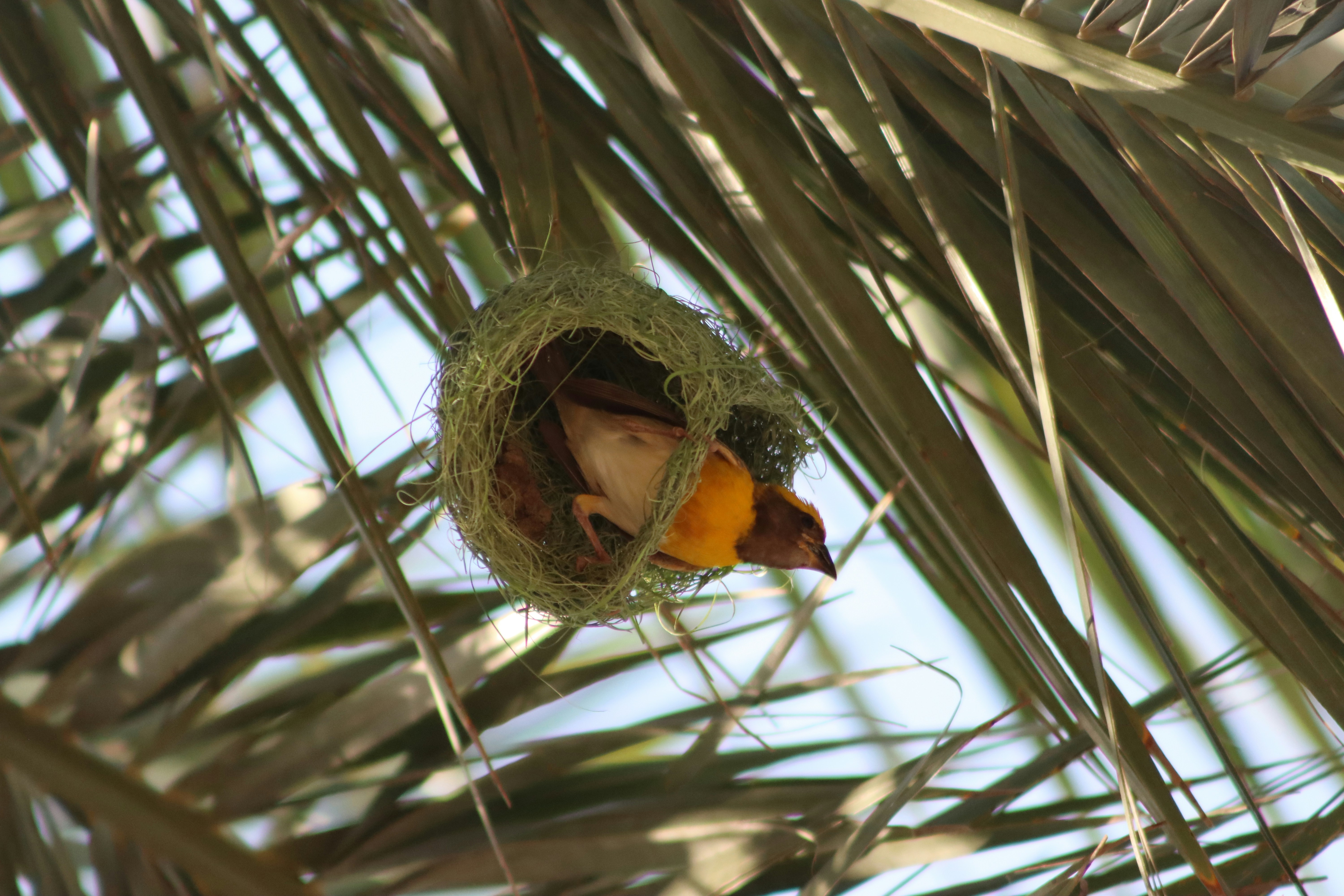Hanging Moss Nest Cradles a Bright-Beaked Bird Among Palm Fronds