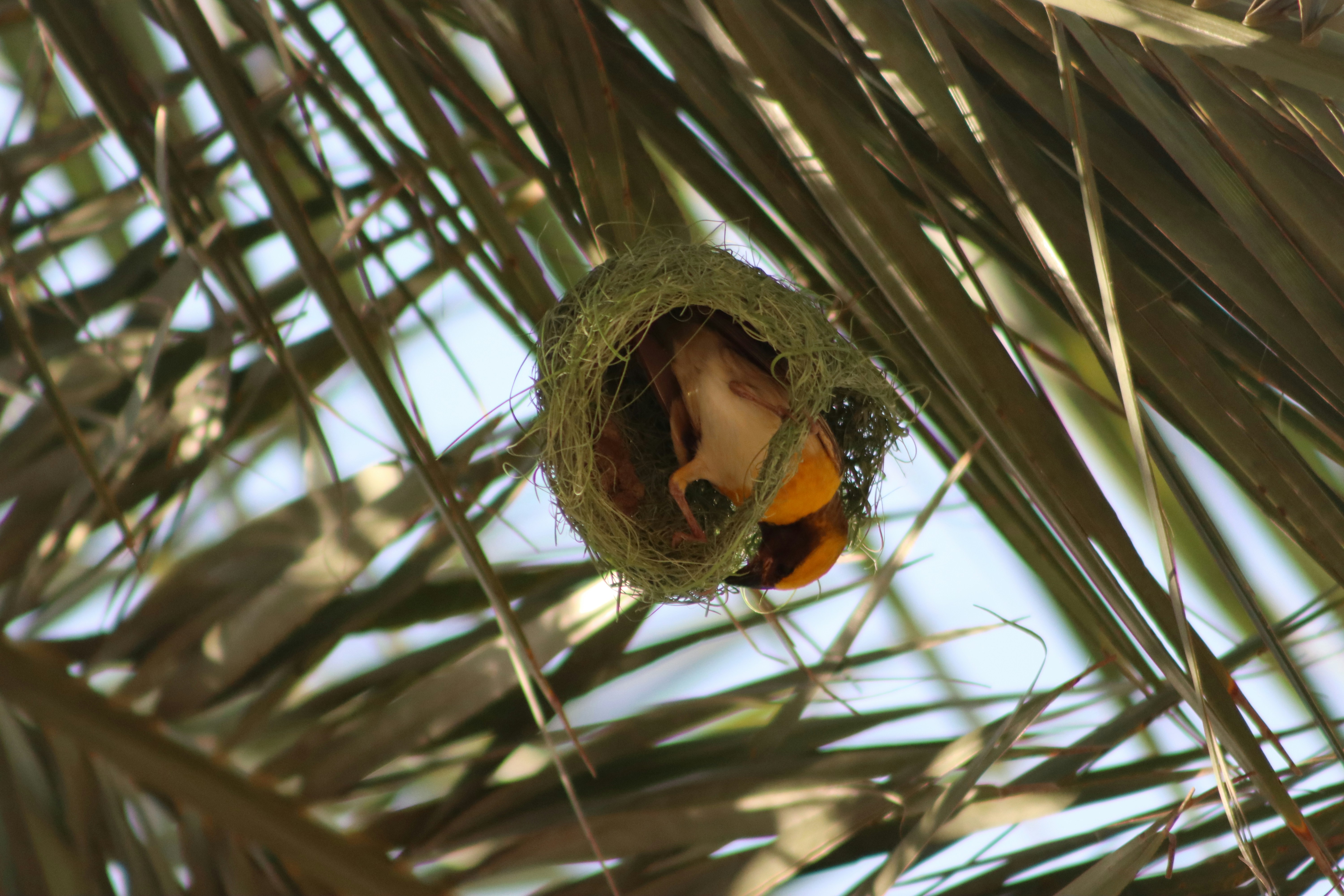 Nestling in a Palm Canopy: A Watchful Moment Amid Fronds