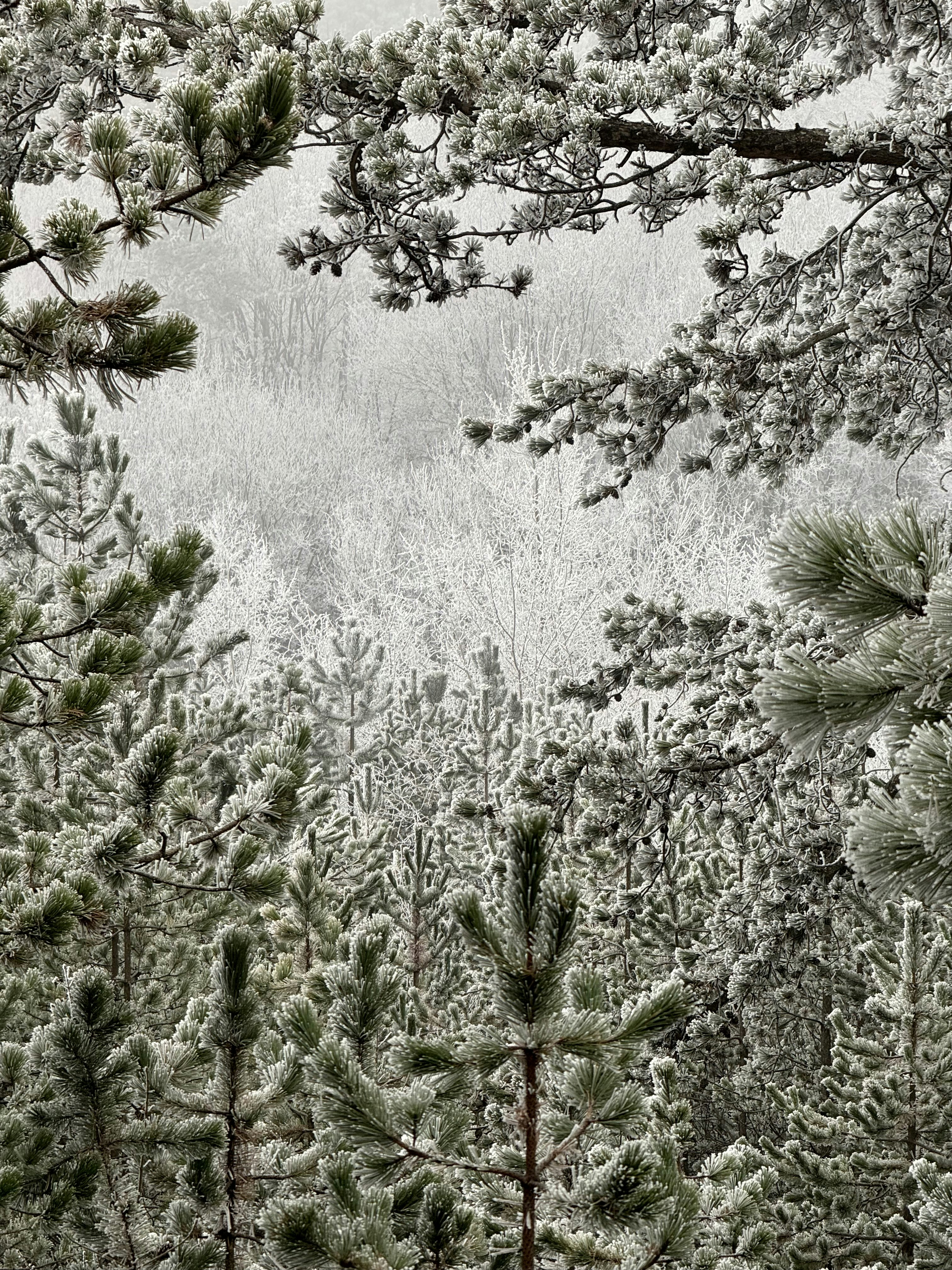 A forest filled with lots of trees covered in snow