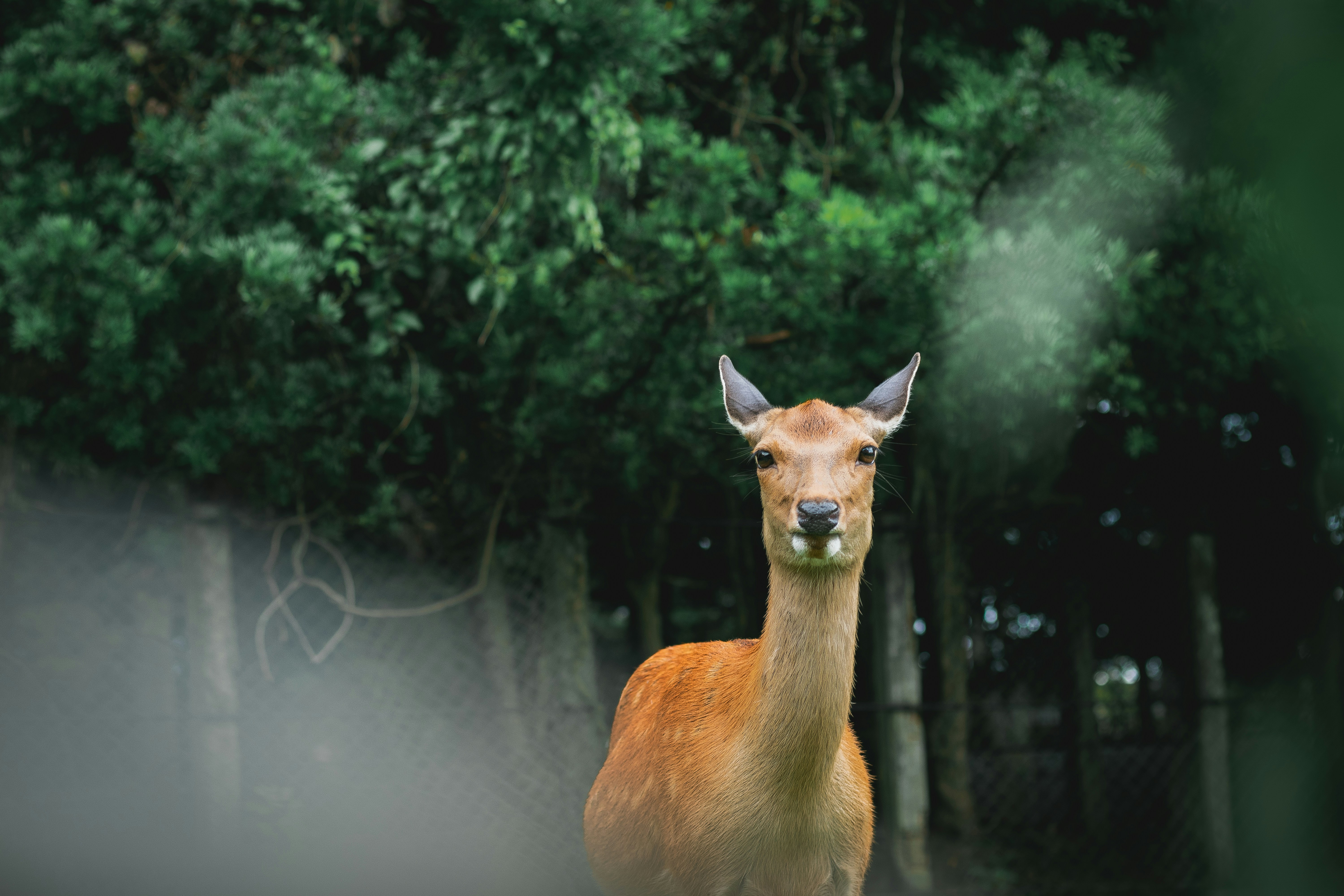 A deer standing in the middle of a forest photo – Free Wildlife Image ...