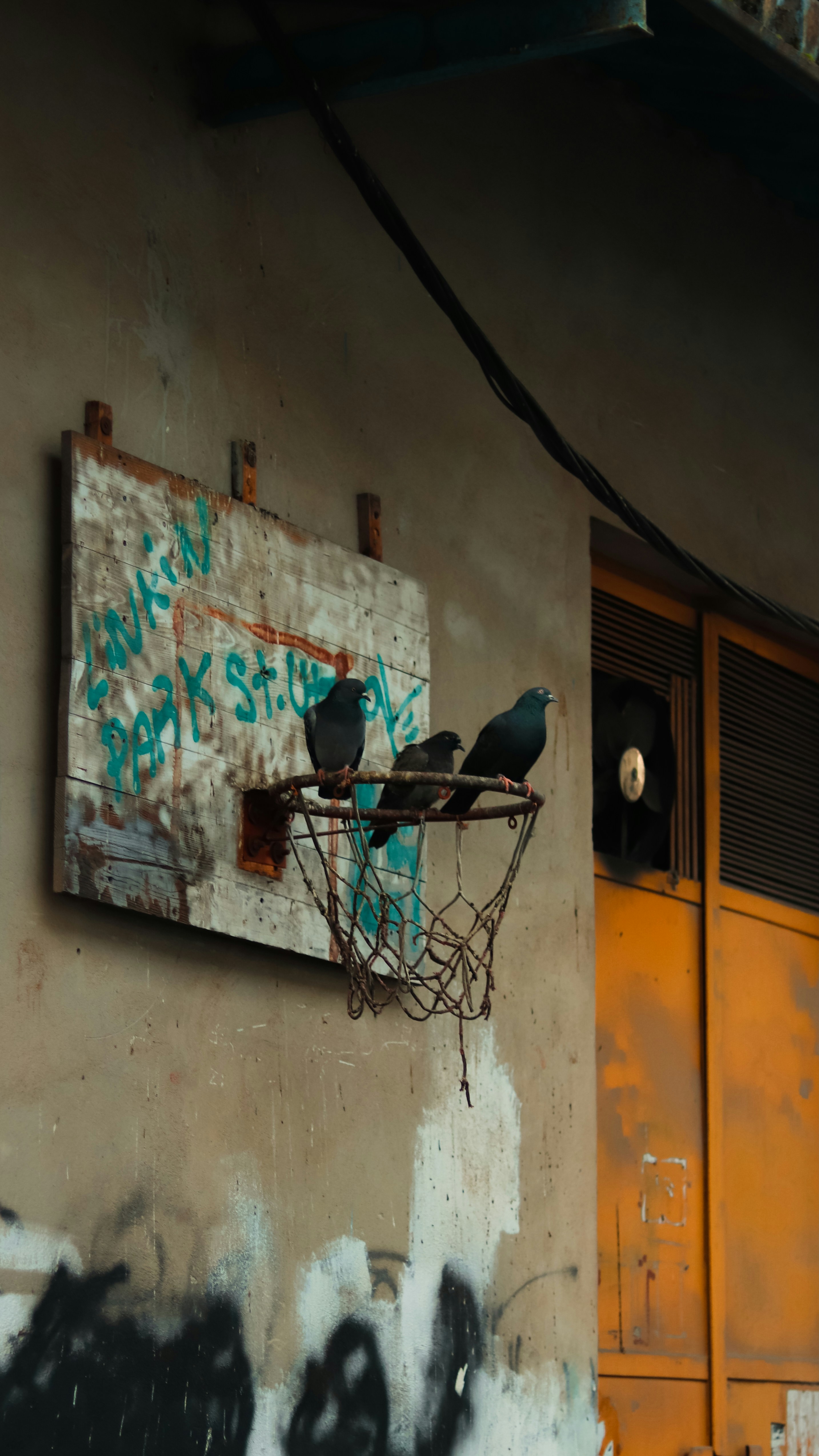 Urban Nest: Pigeons on a Weathered Hoop Beside a Rusted Door