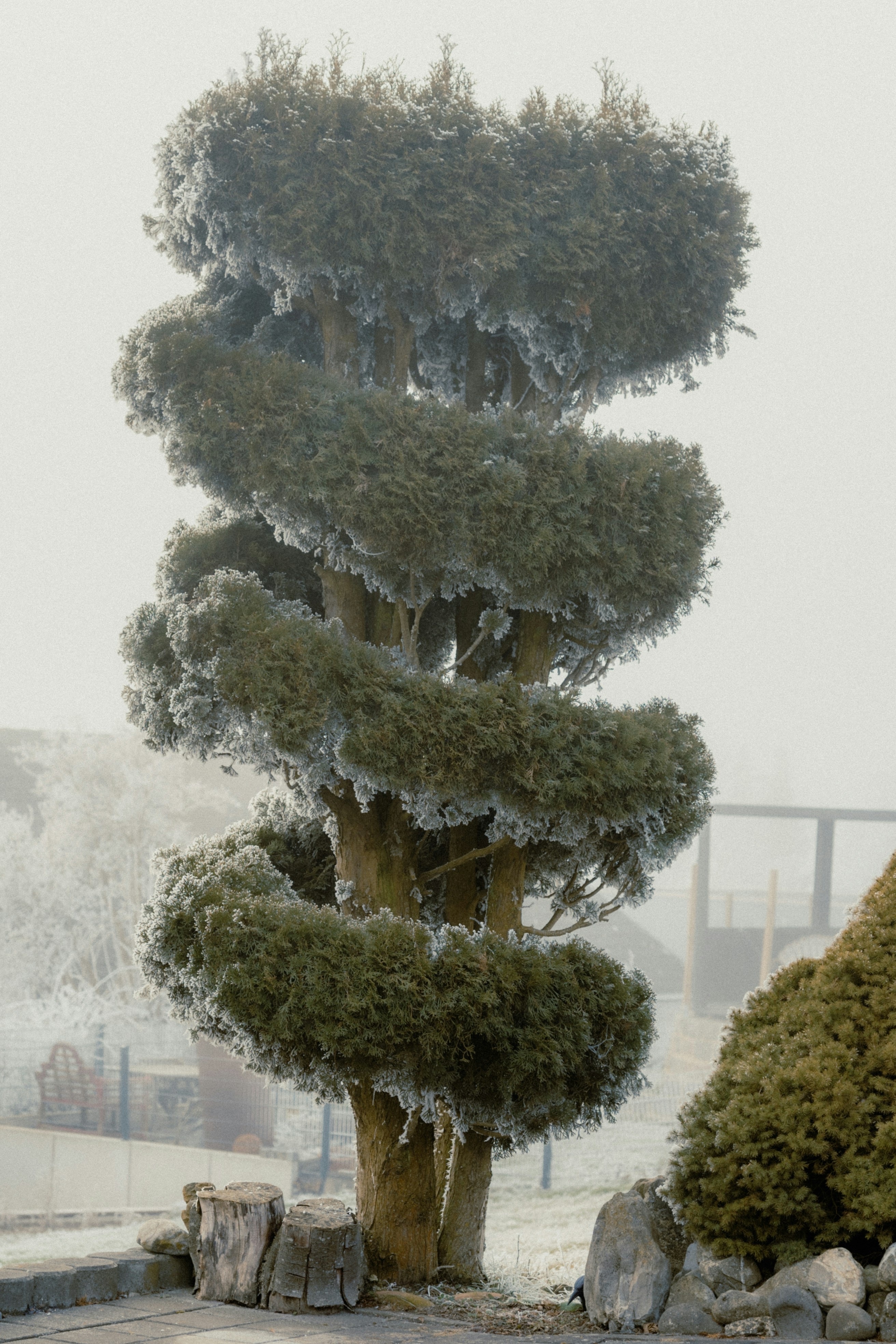 Spiral Frost: The Quiet Geometry of a Frost-Wreathed Topiary