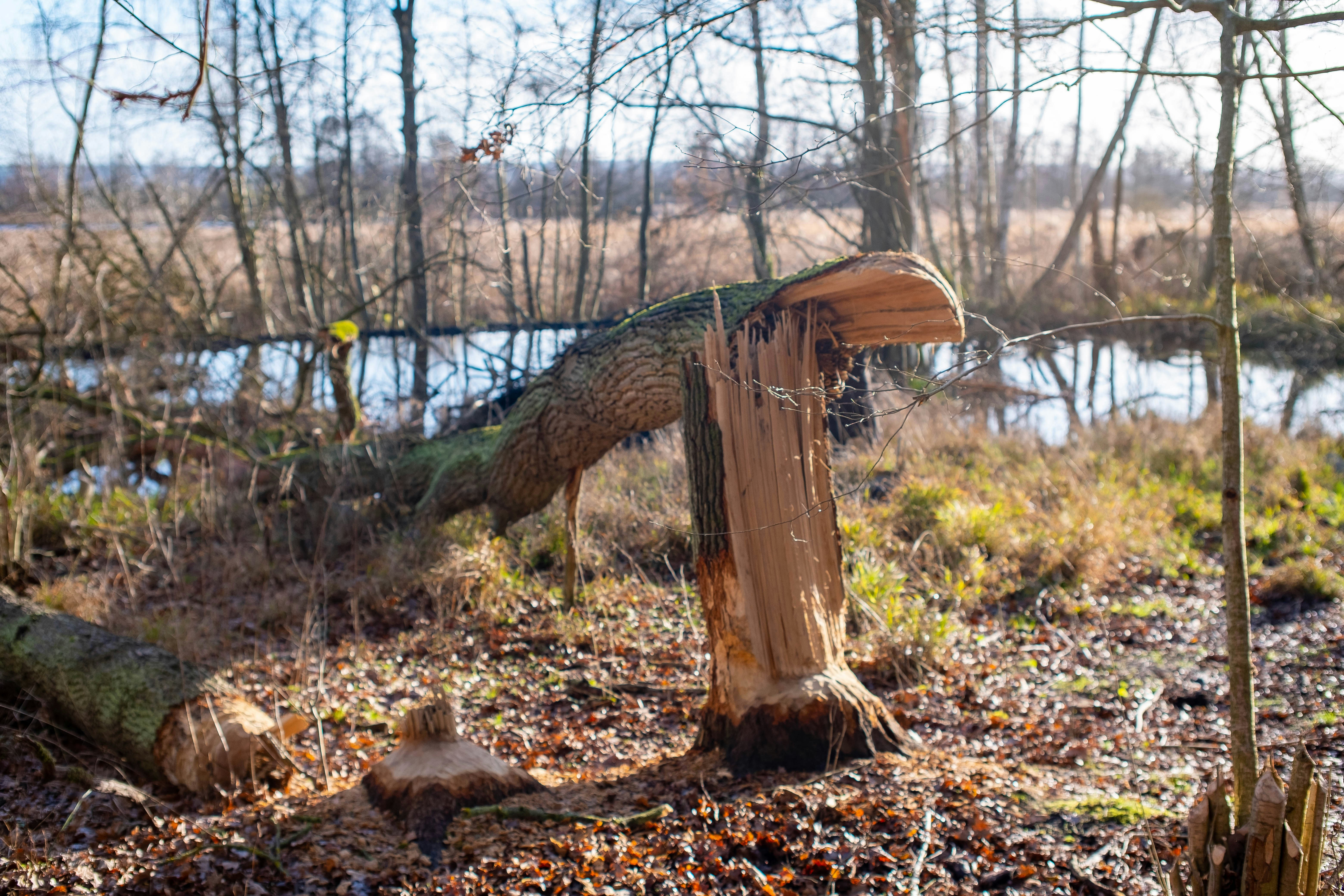 Arbor Break: A Sunlit Trunk Arch in a Quiet Floodplain