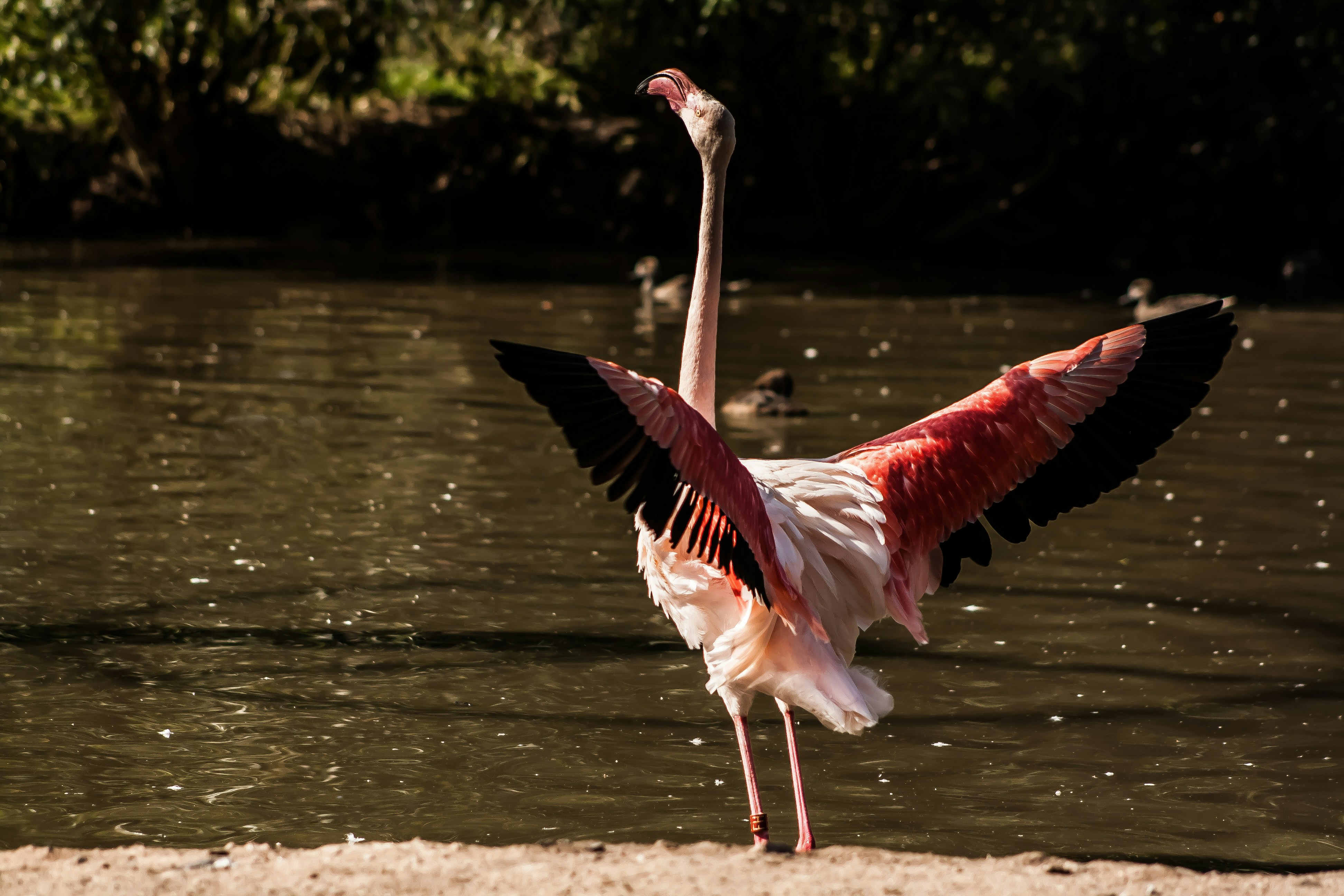 Flamingo with wings spread wide stands at the water's edge under sunlight.