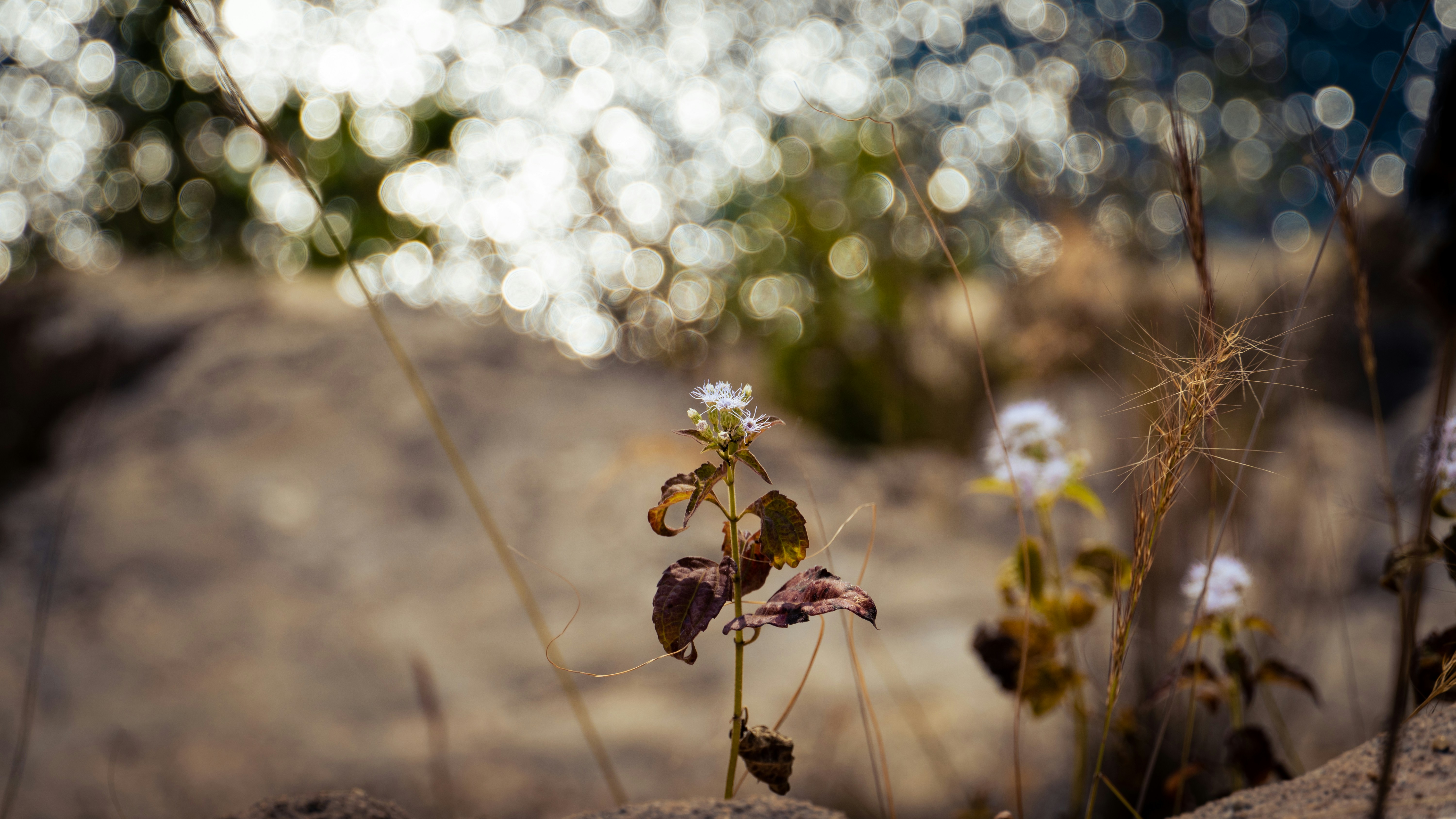 Small white flowers growing out of a crack in a rock photo – Free ...