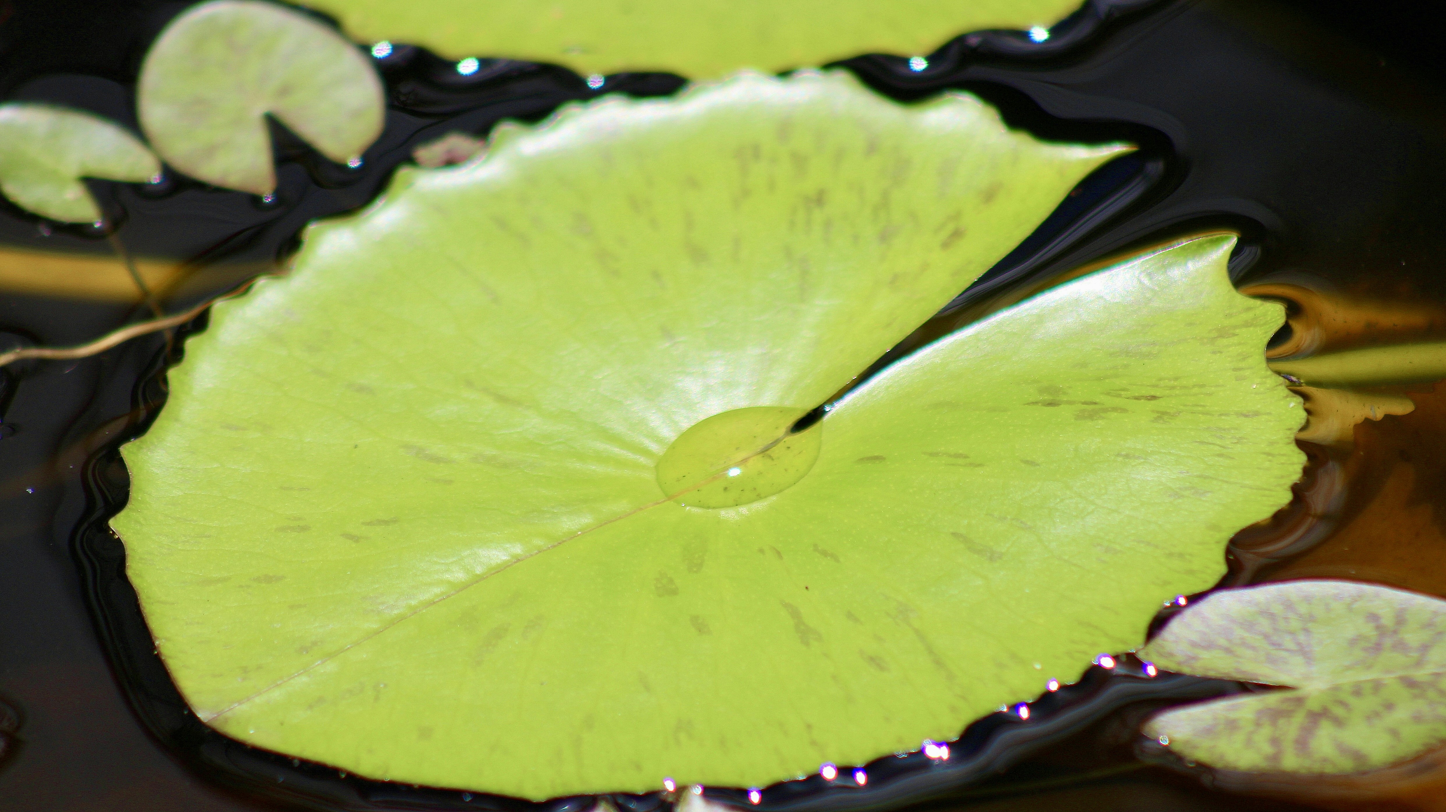 A green leaf floating on top of a body of water photo – Free Leaf Image ...