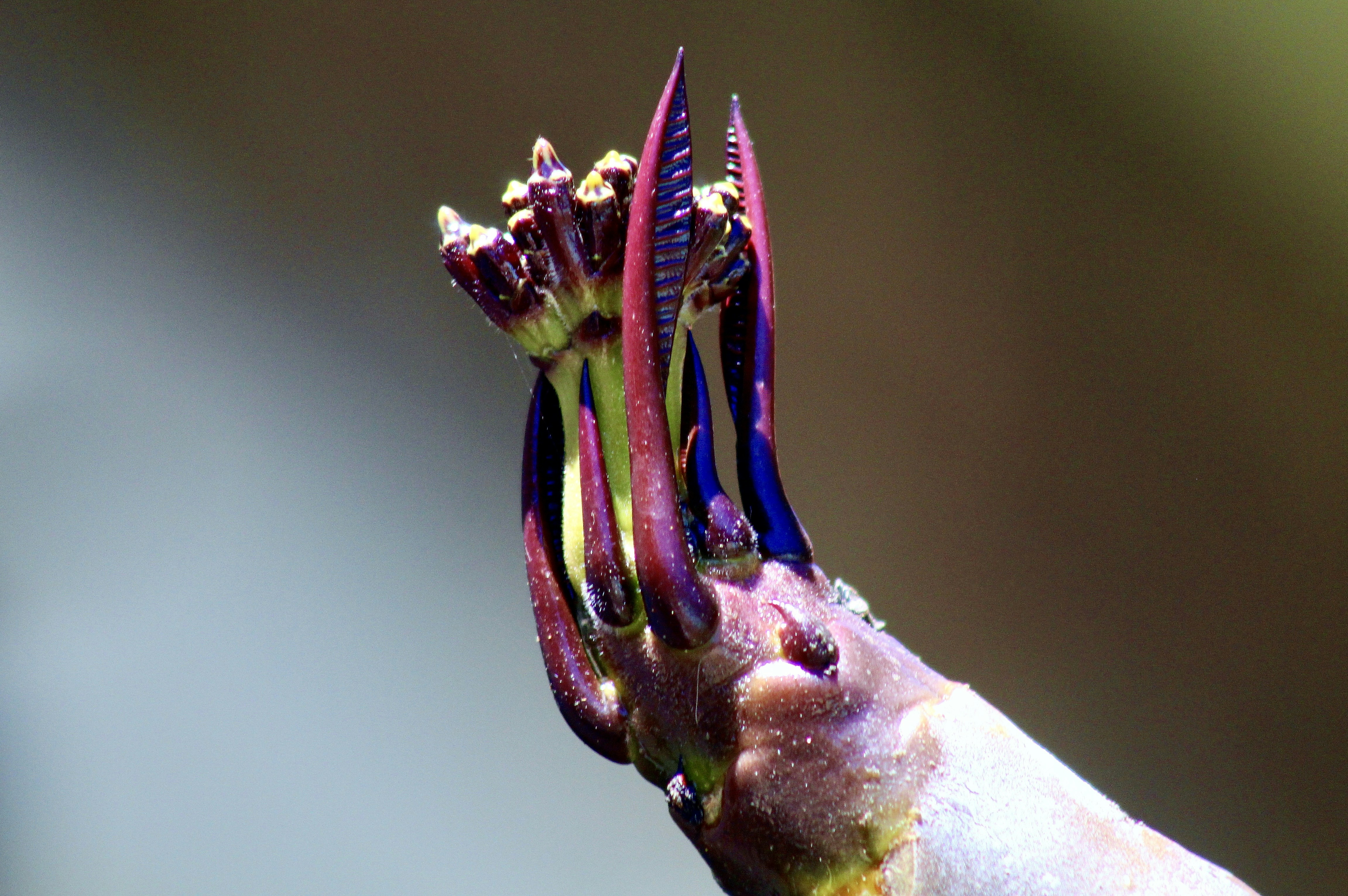 Crown of Violet Spears: a Macro Awakening