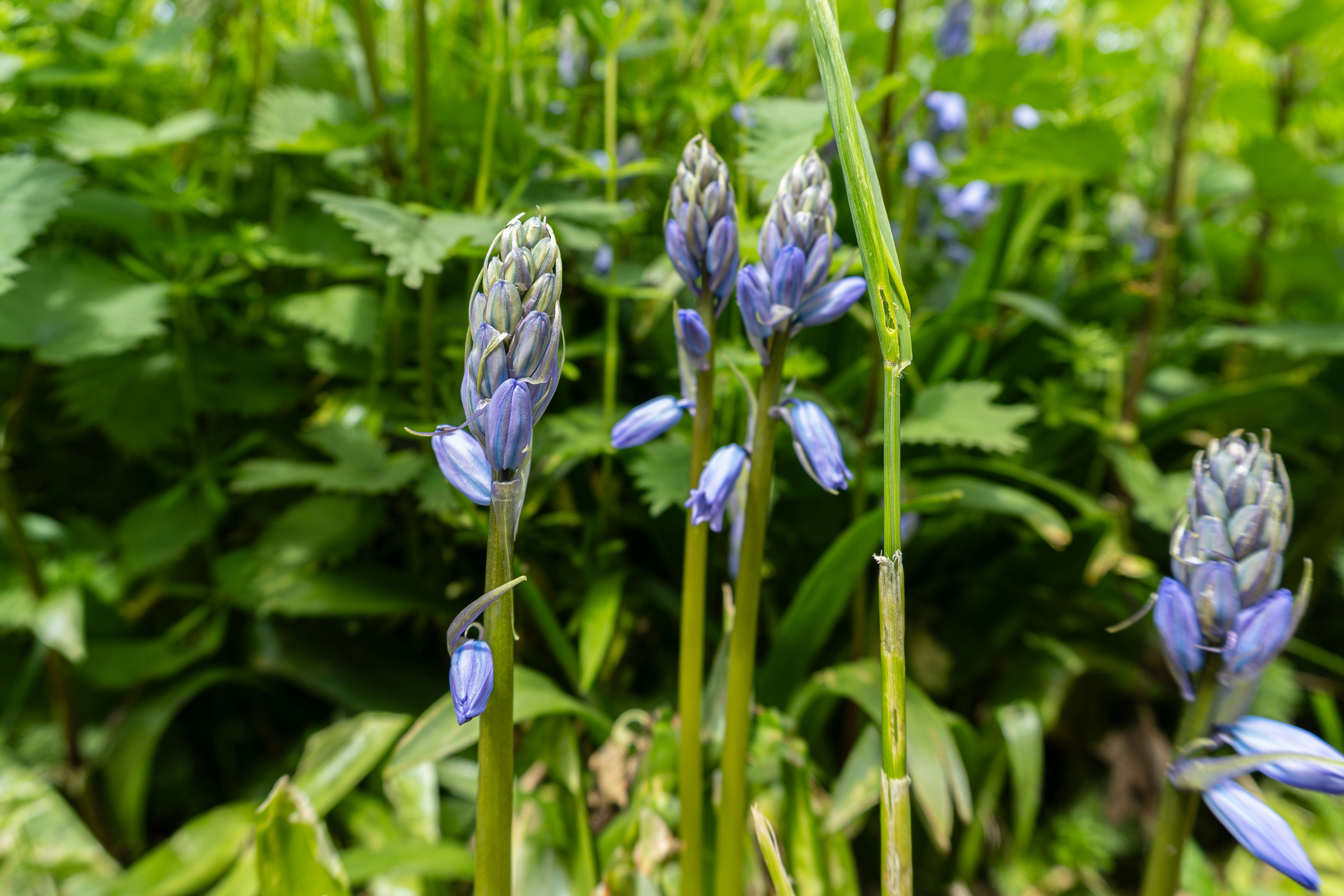 A bunch of blue flowers in a field photo – Free Leeds Image on Unsplash