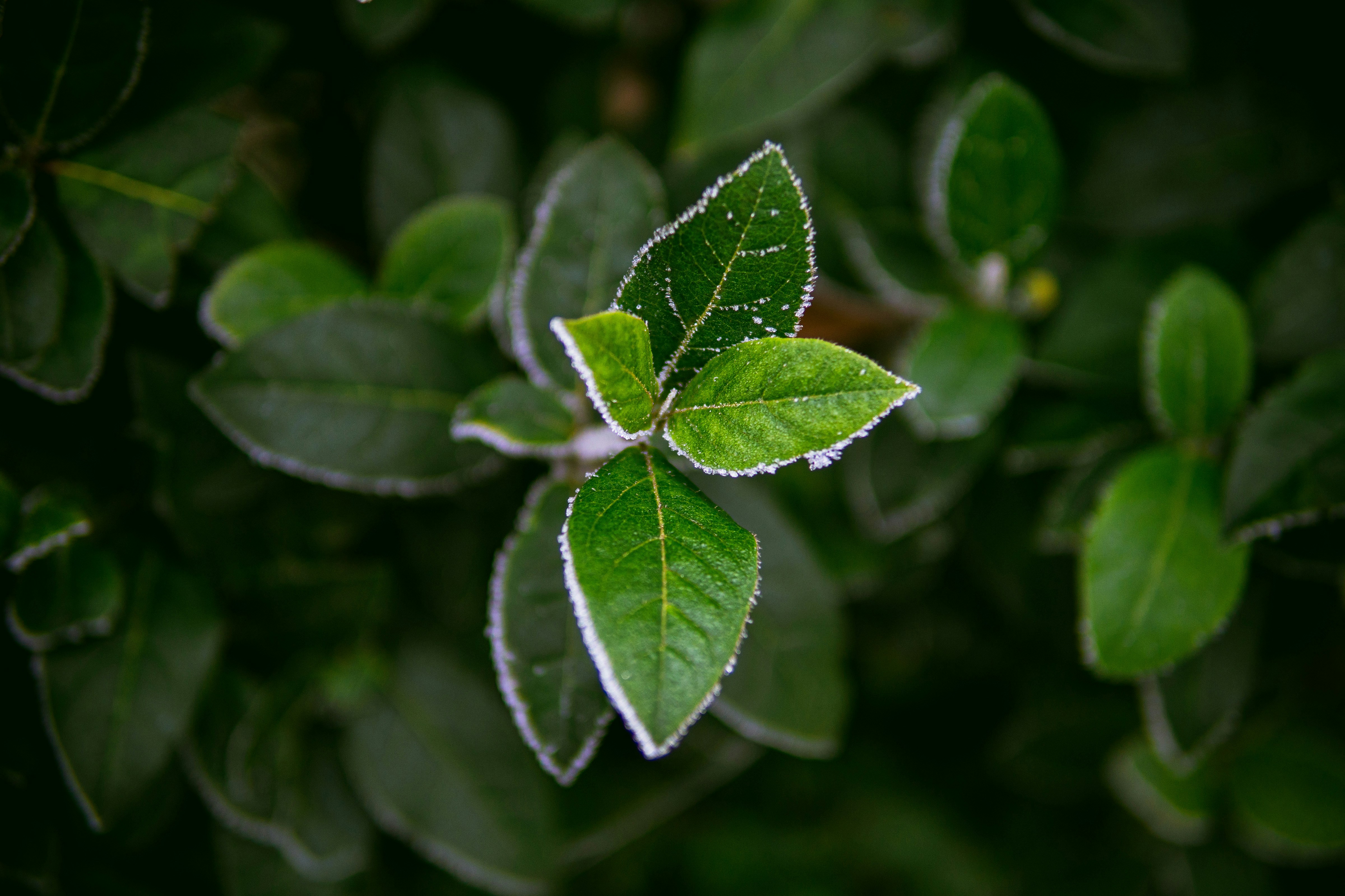 Whispers of Nature: The Elegance of Frosted Leaves