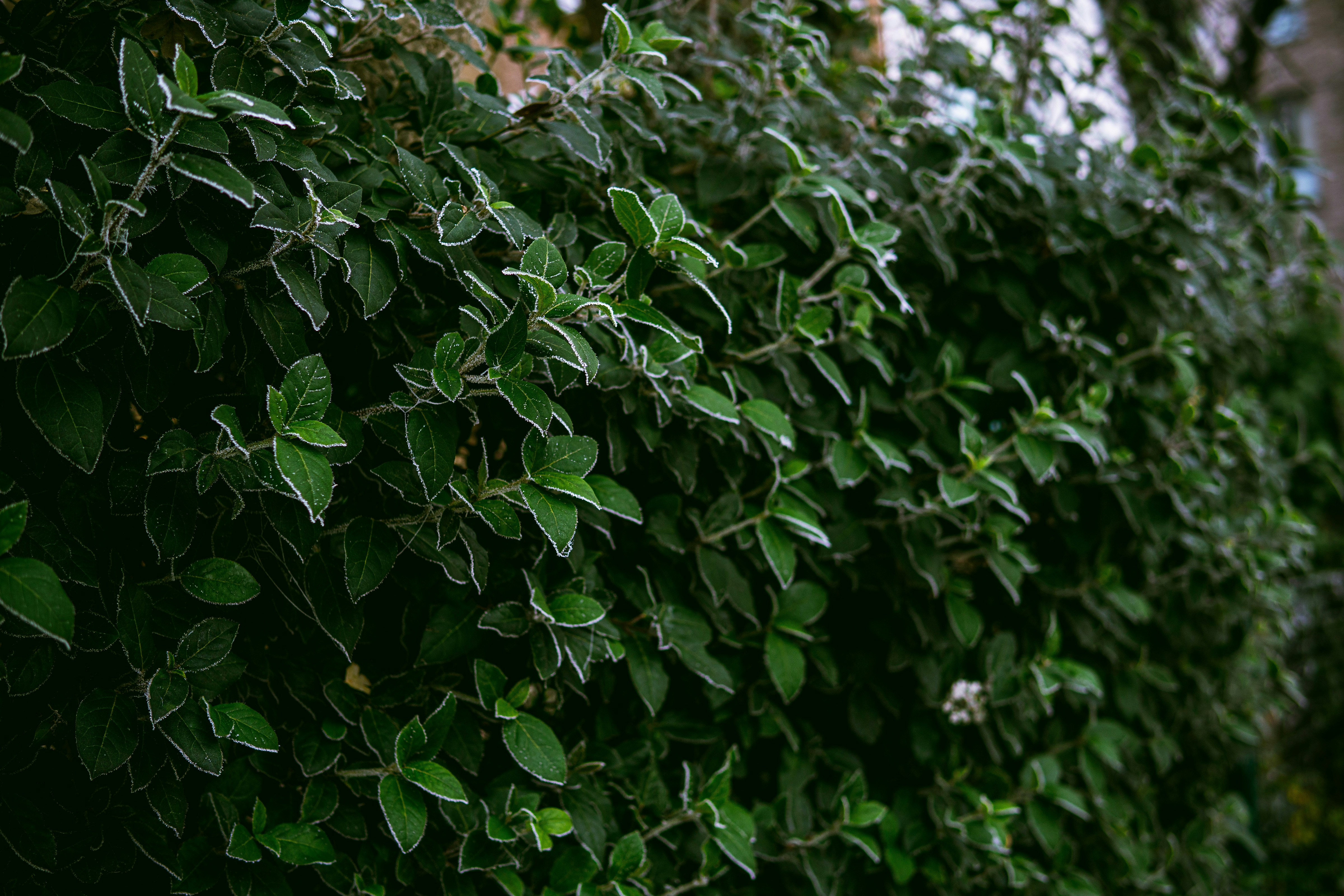 A close up of a hedge with green leaves photo – Free Winter Image on ...