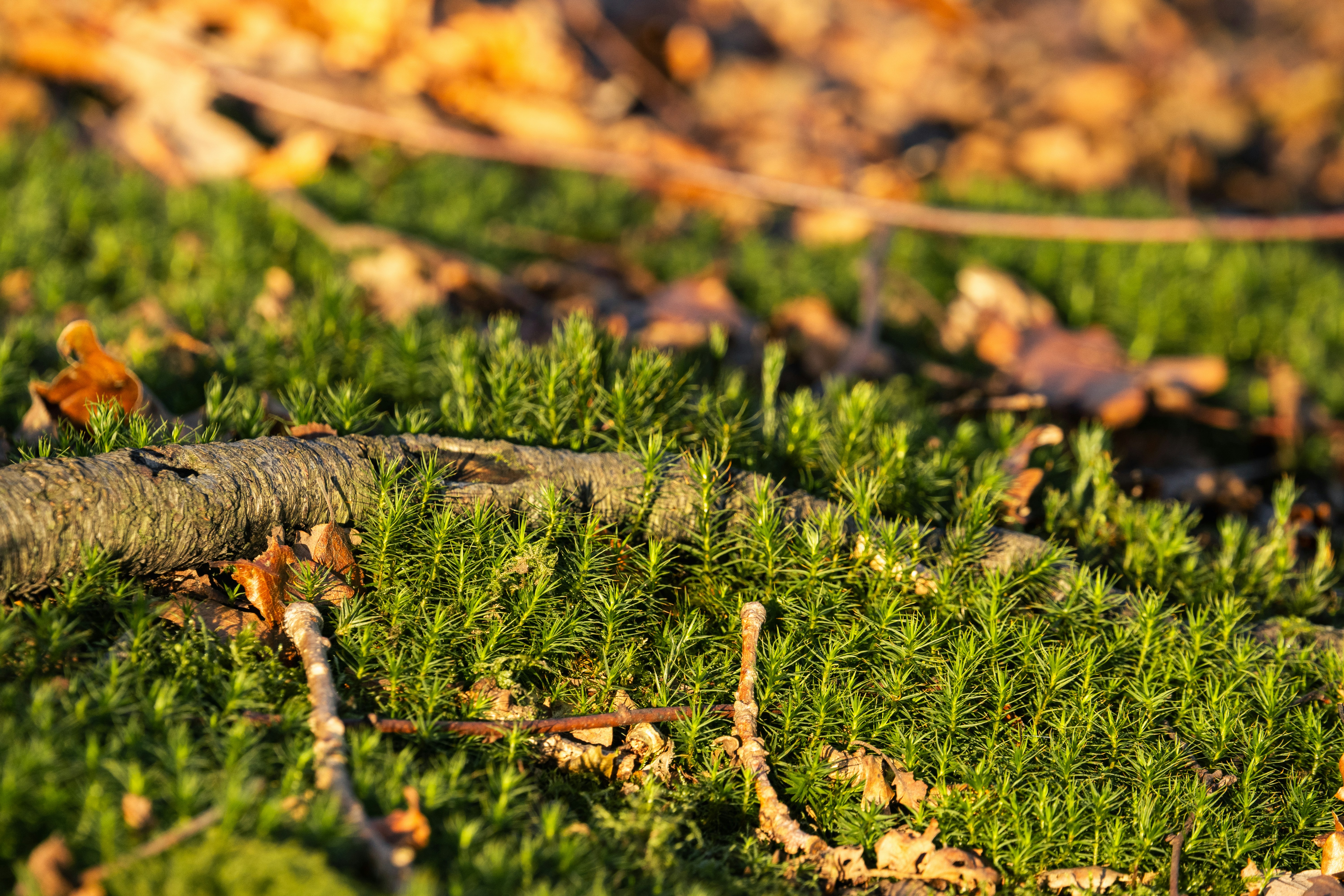 Woodland ground foliage