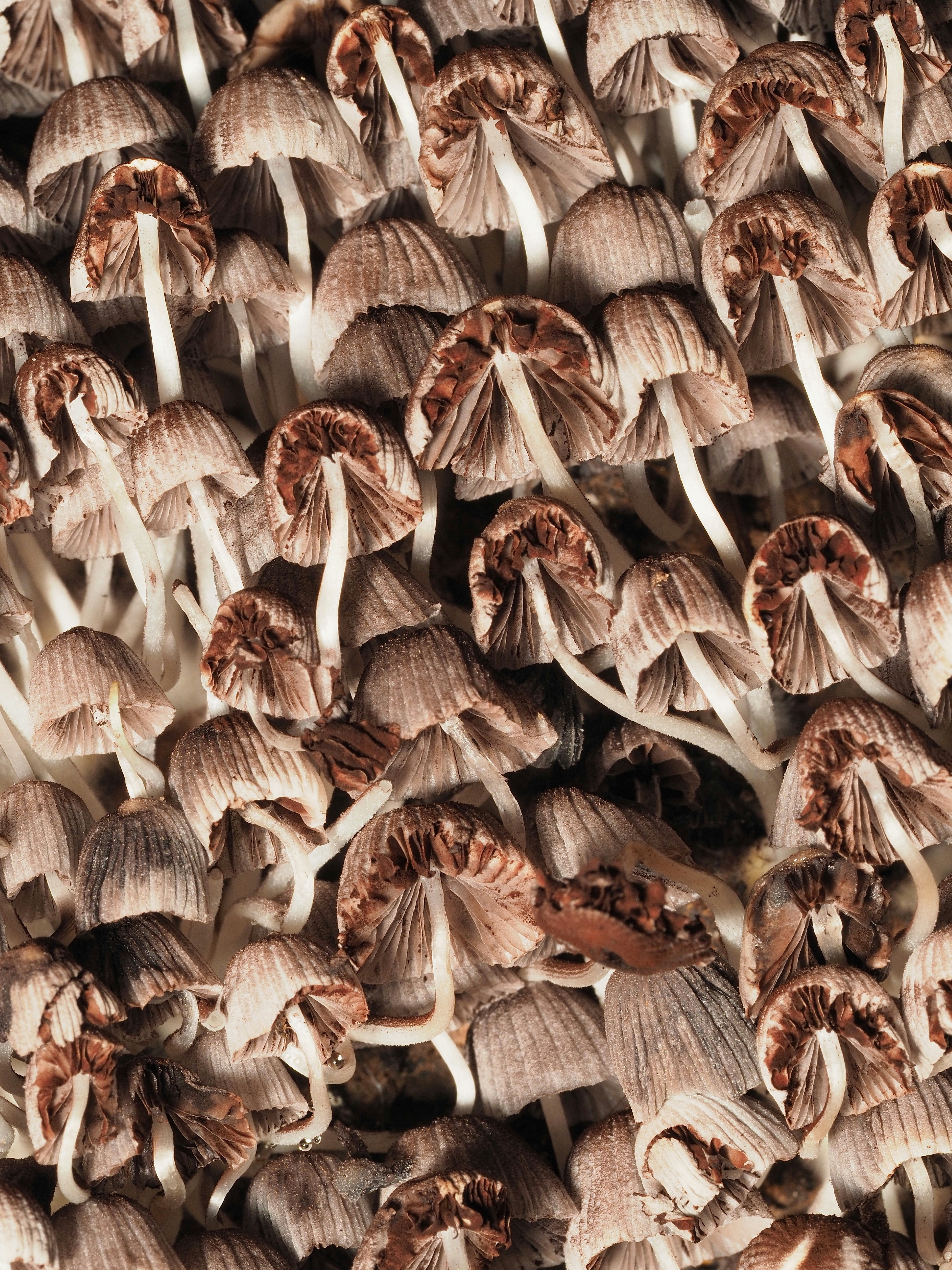 A bunch of mushrooms that are all over the place photo – Free São paulo ...