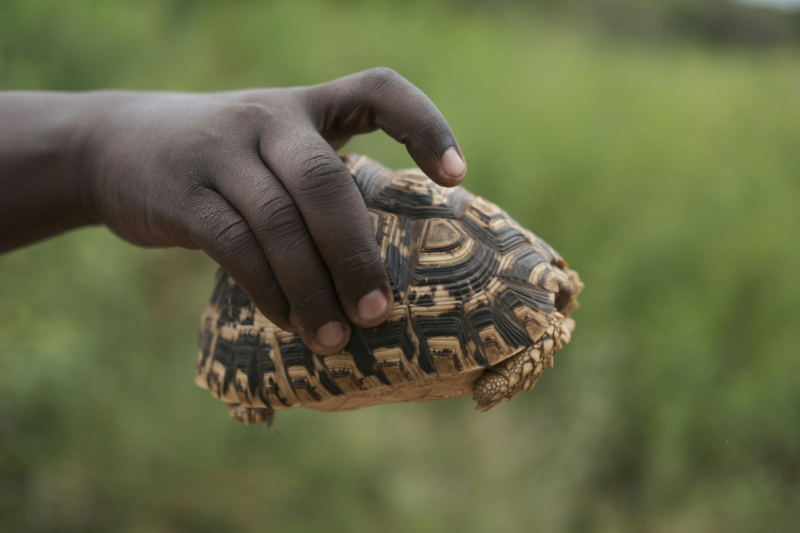 A close up of a person holding a tortoise shell photo – Free Tanzania ...