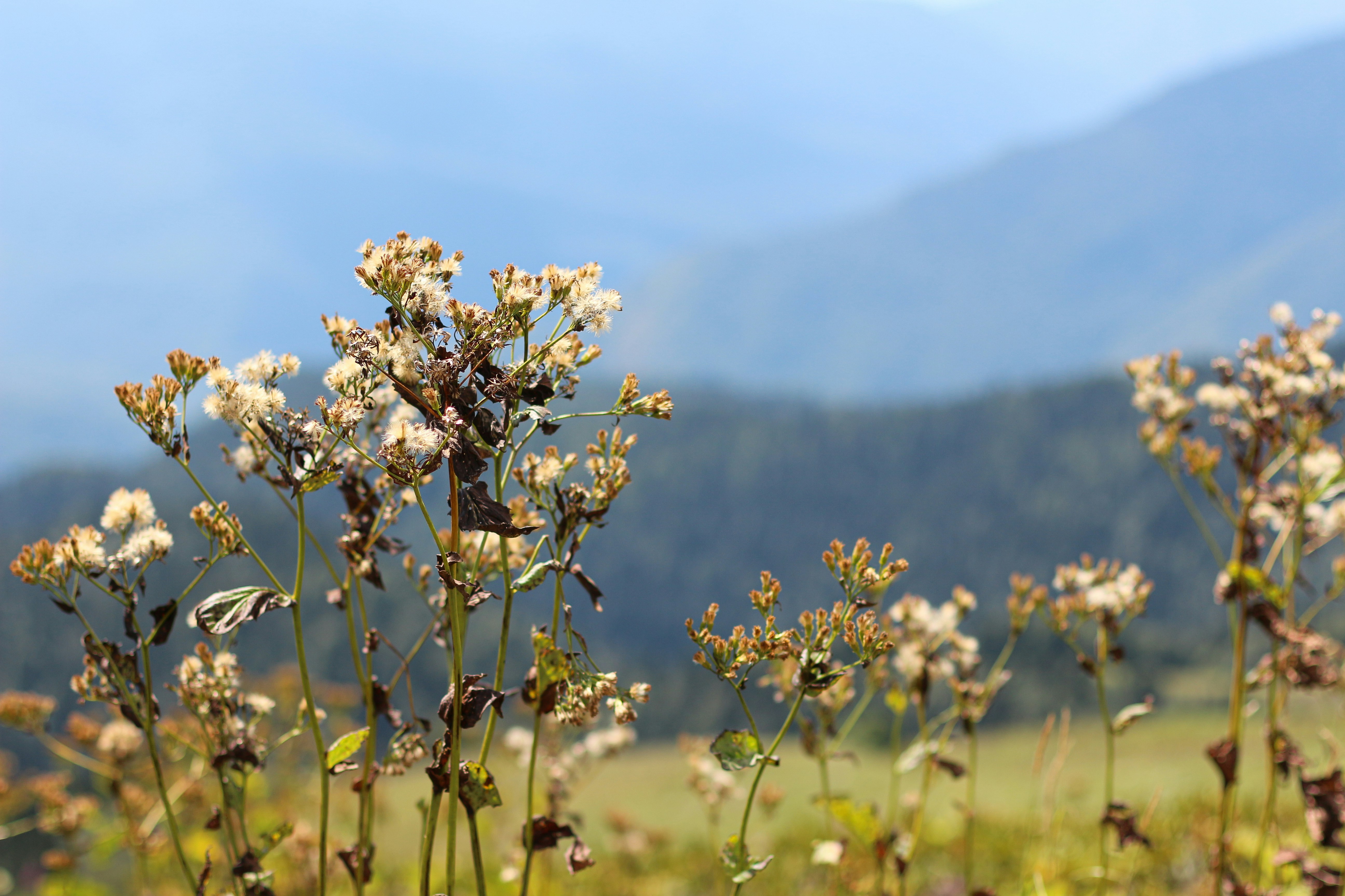 Wildflowers photo shot on Canon EOS 650D