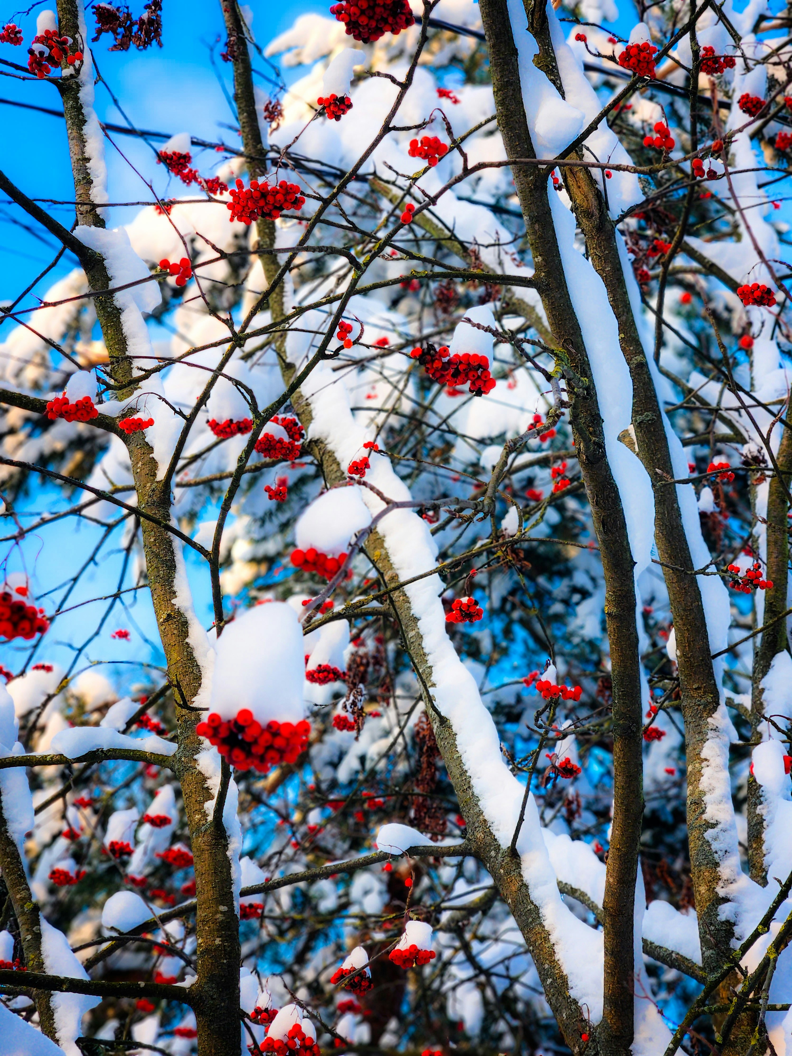 A snowy tree with red berries on it photo – Free Russia Image on Unsplash
