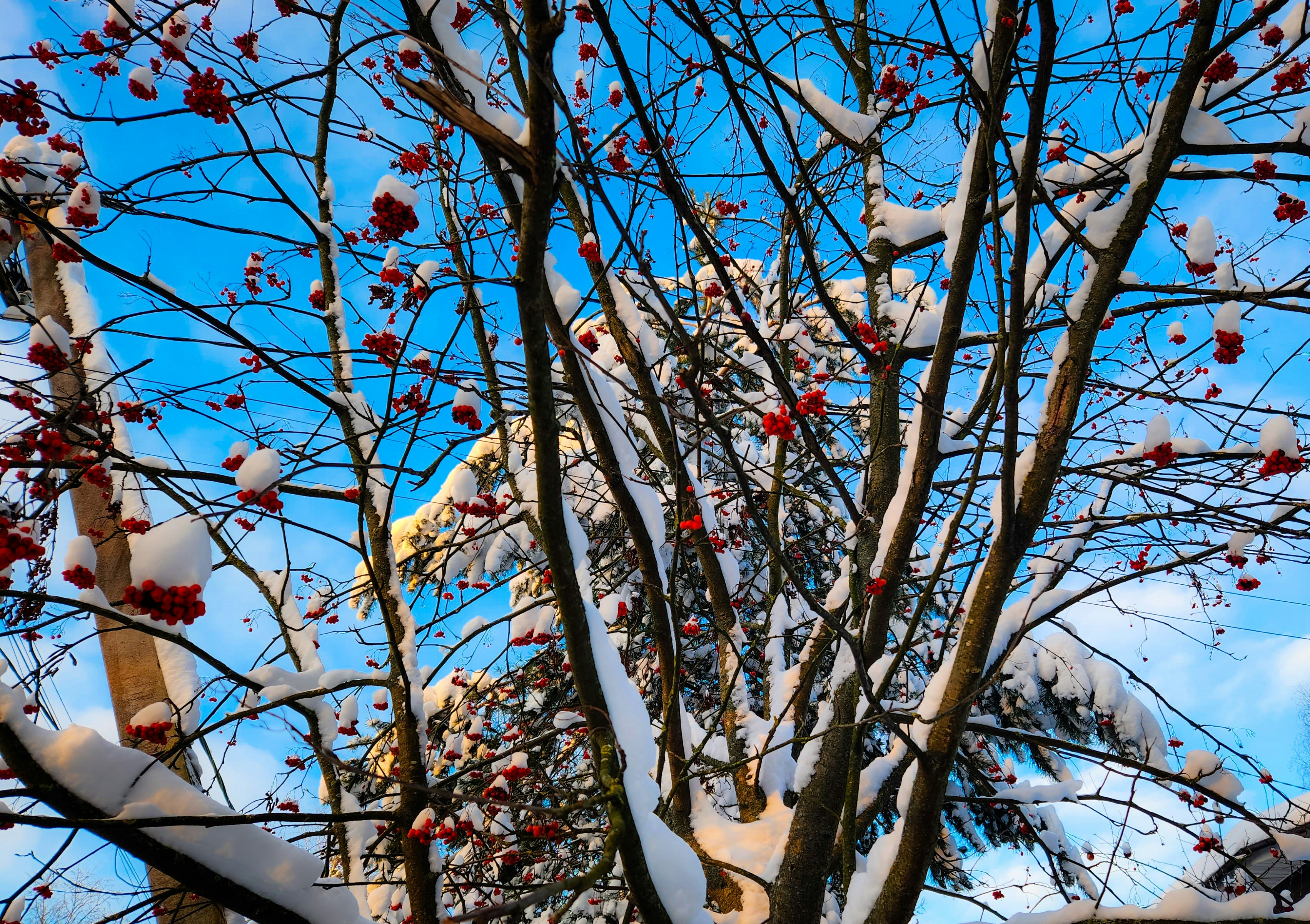 Snow-laden branches with red berries stand out against a clear blue sky.