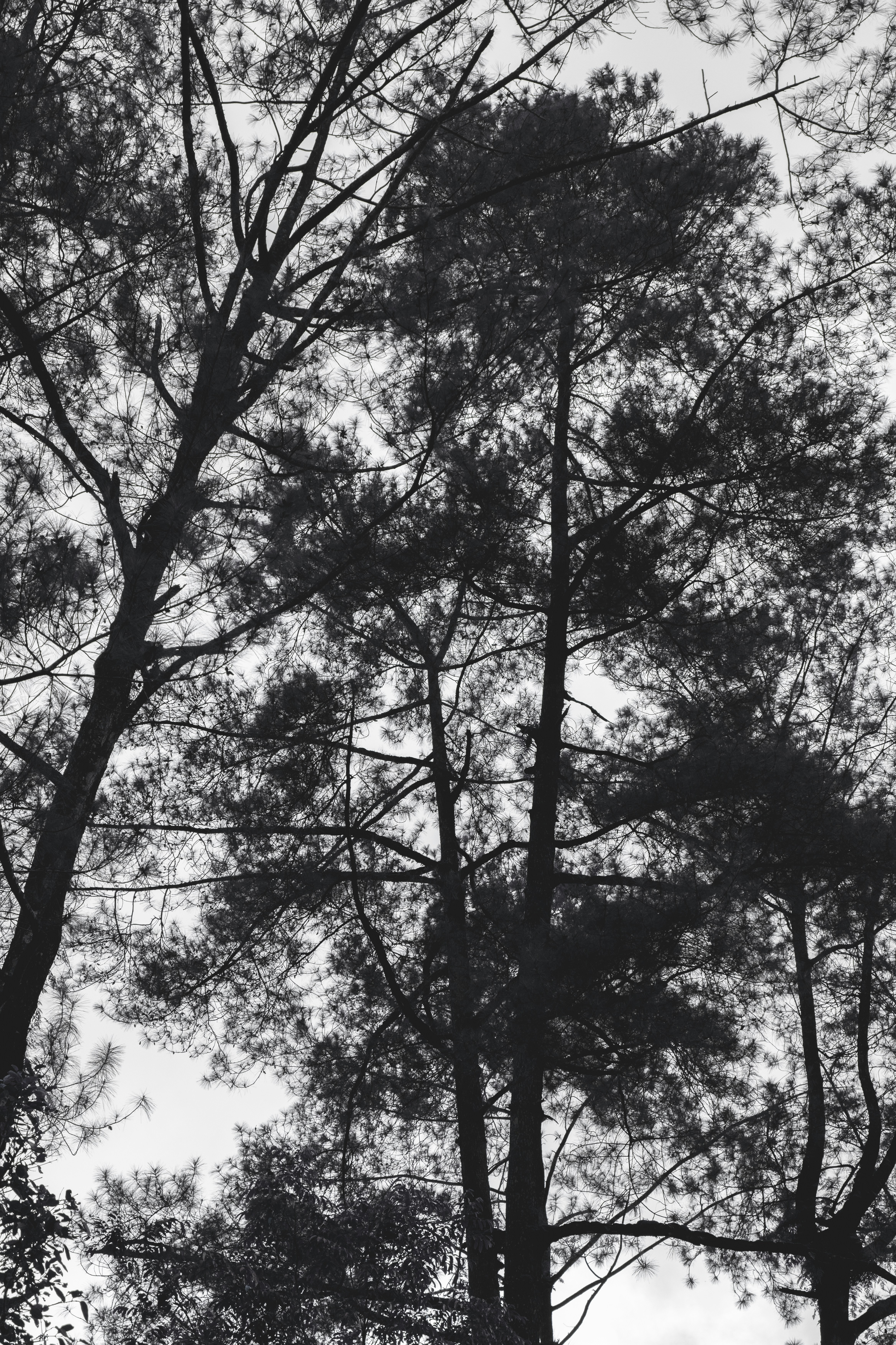 A black and white photo of tall trees photo – Free Wallpaper Image on ...