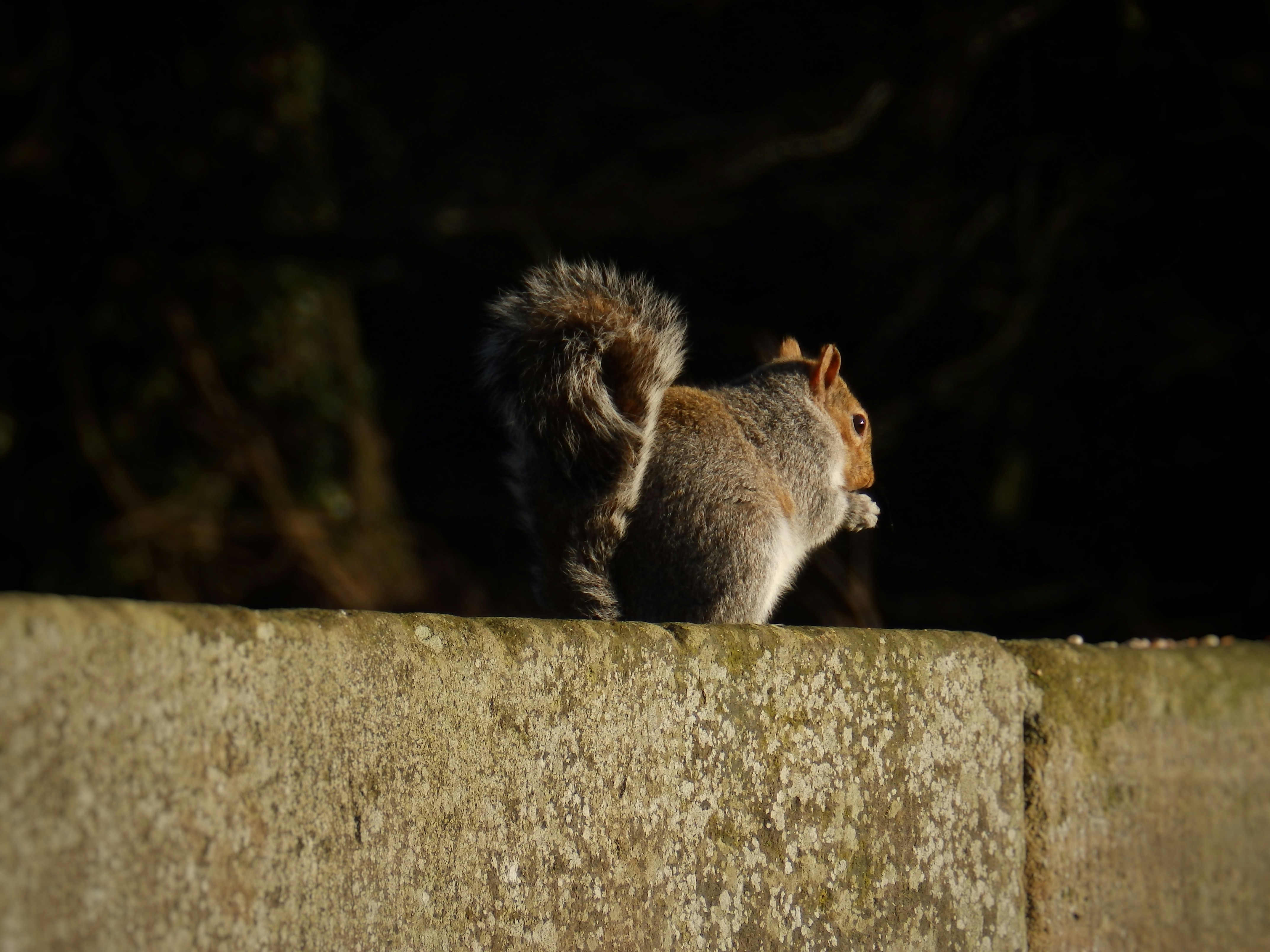 Grey Squirrel at Knypersley Reservoir