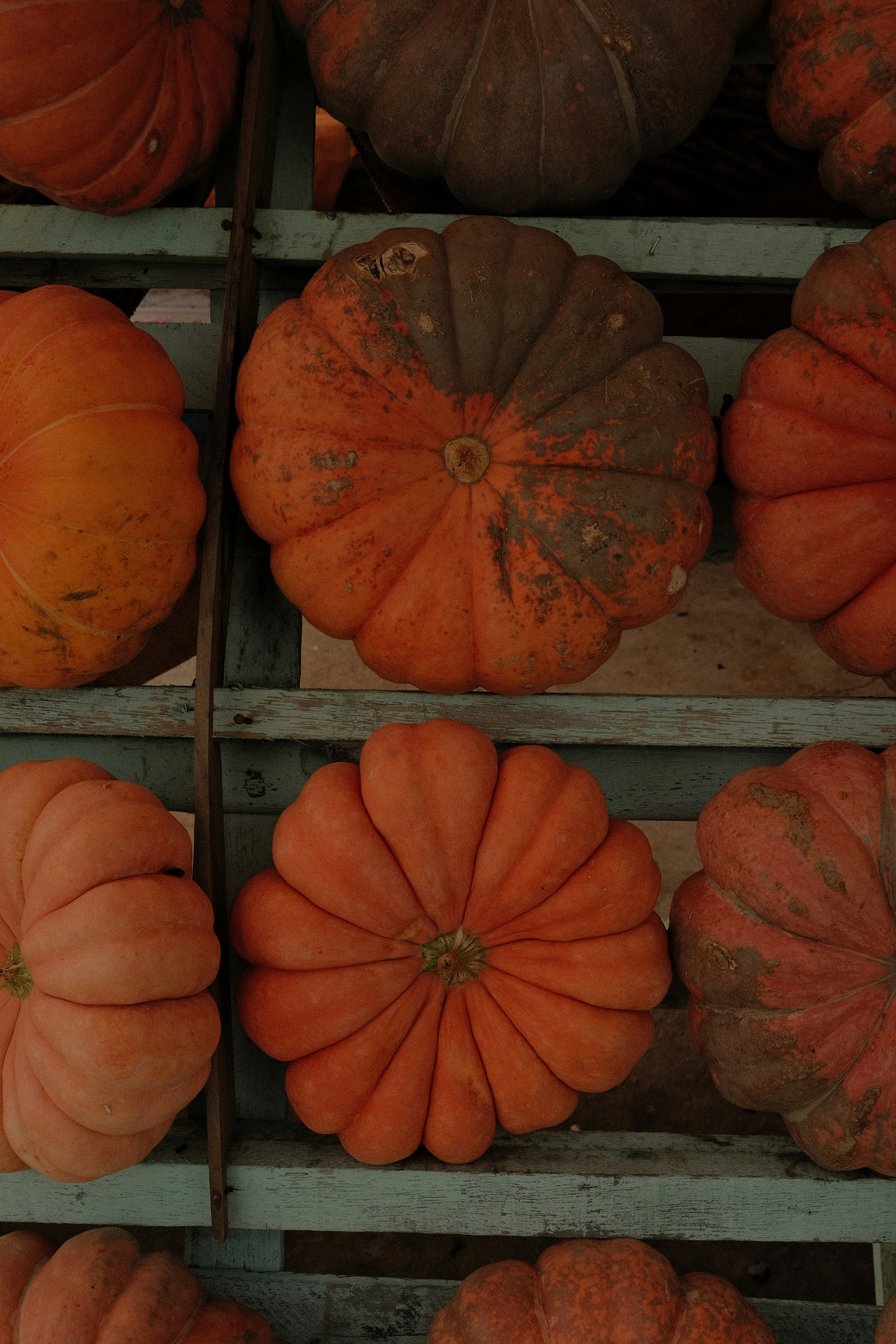 An array of vibrant pumpkins in varying shades of orange, arranged on rustic wooden shelves. The texture and imperfections highlight the natural beauty of the harvest.