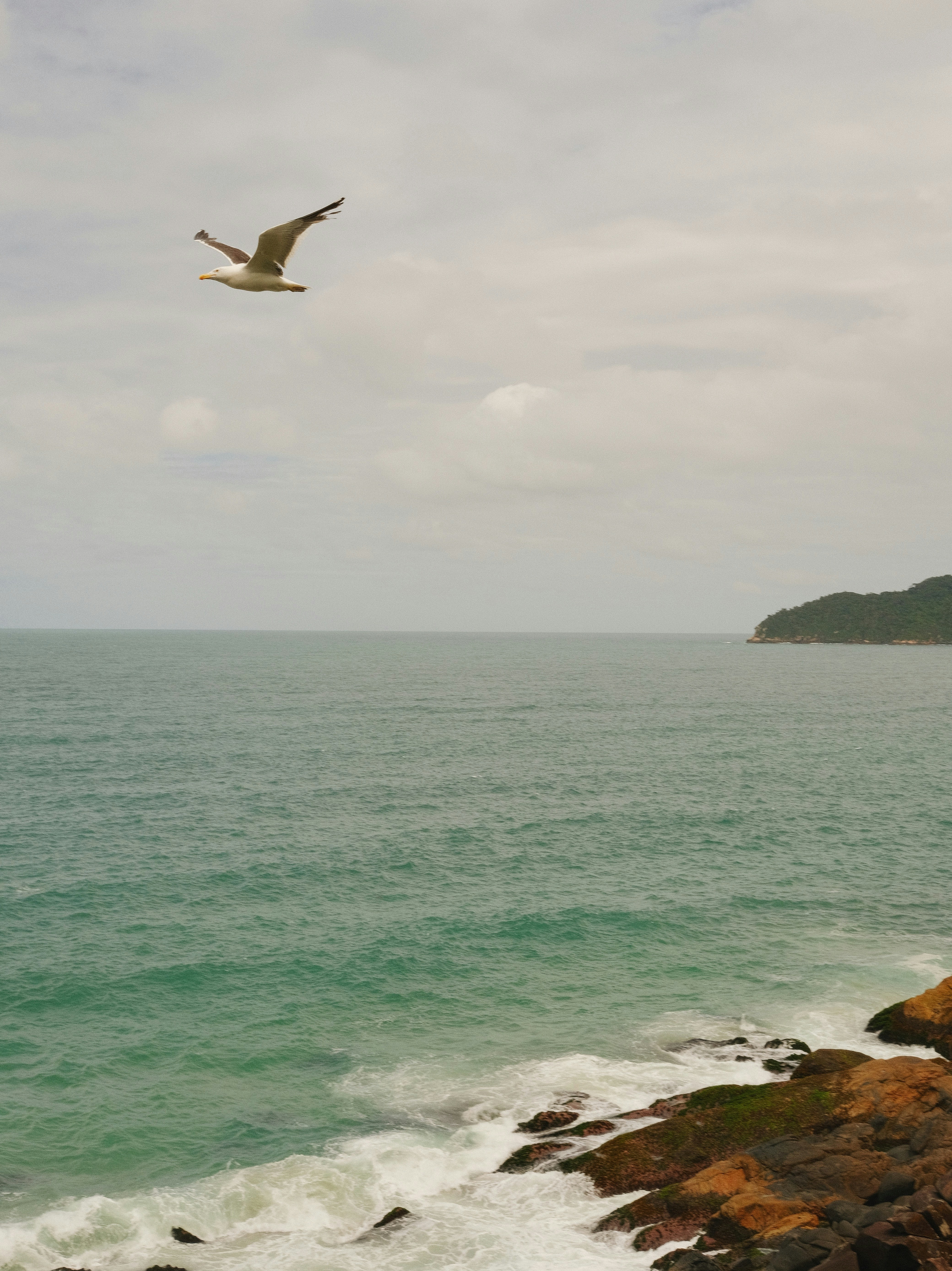 Sea Breeze Overhead: Seabird in Silent Horizon
