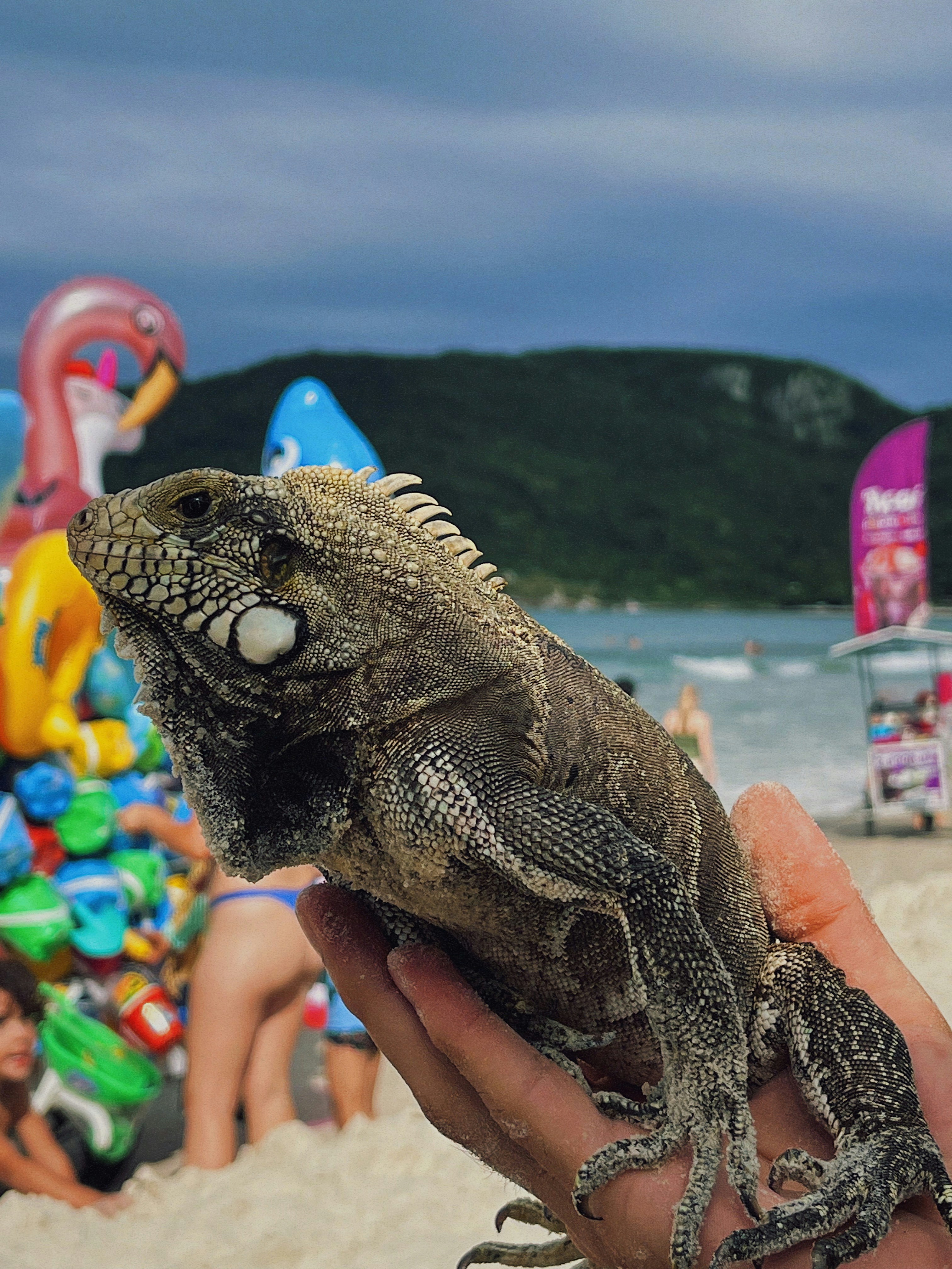 A large lizard sitting on top of a person's hand photo – Free Animal ...