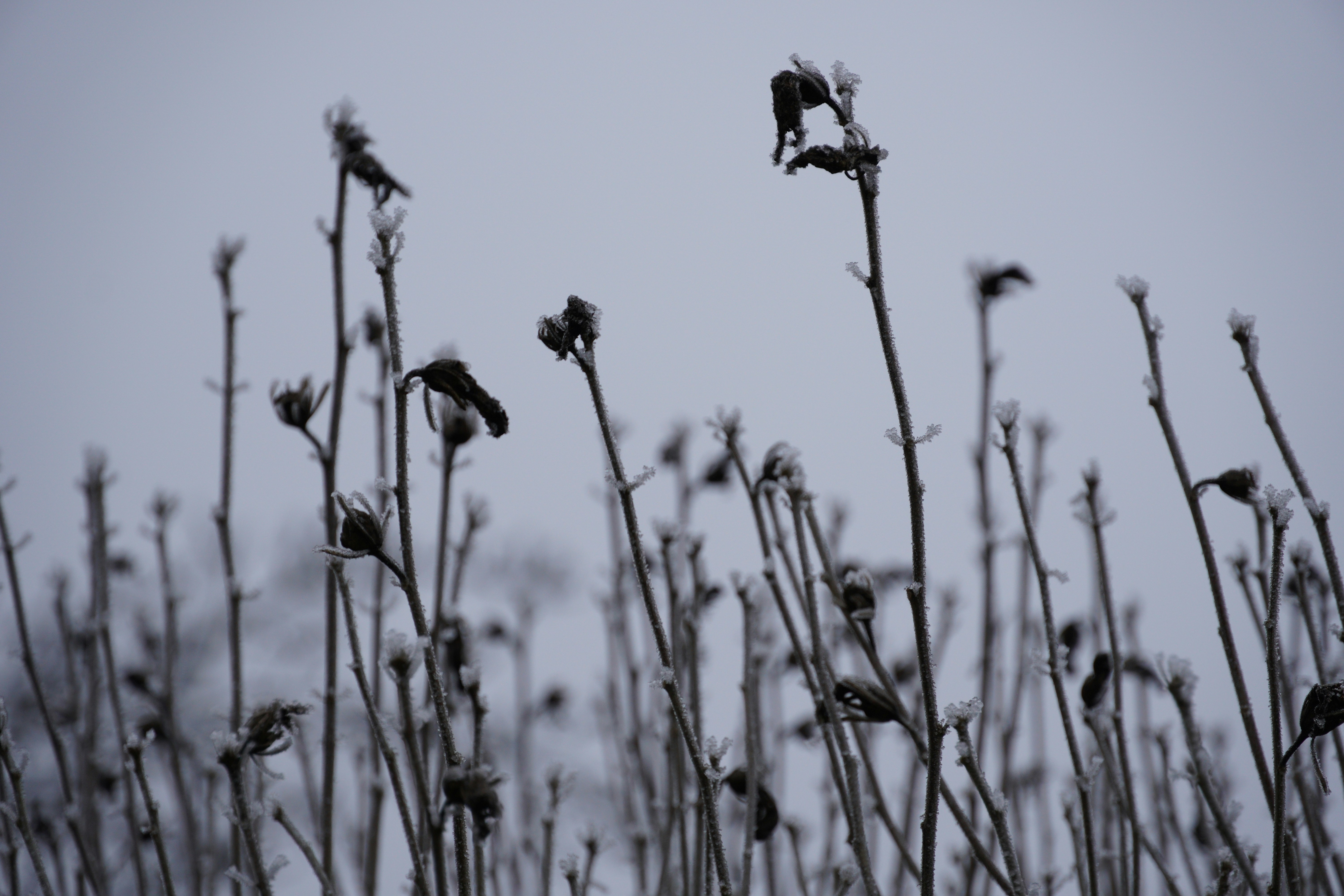 A bunch of dead flowers with a sky in the background photo – Free ...