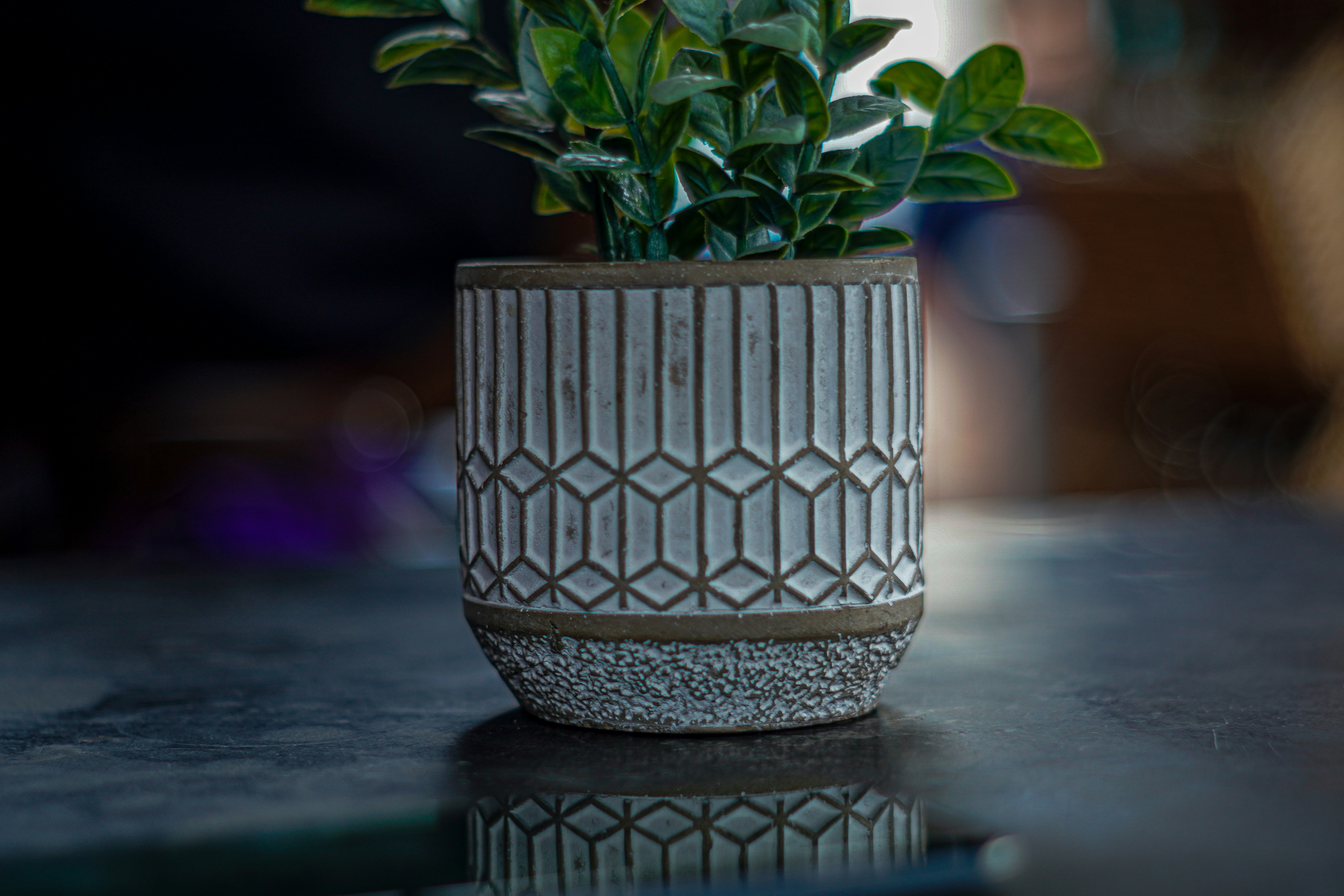 Une plante en pot posée sur une table photo – Image gratuite de Leeds ...