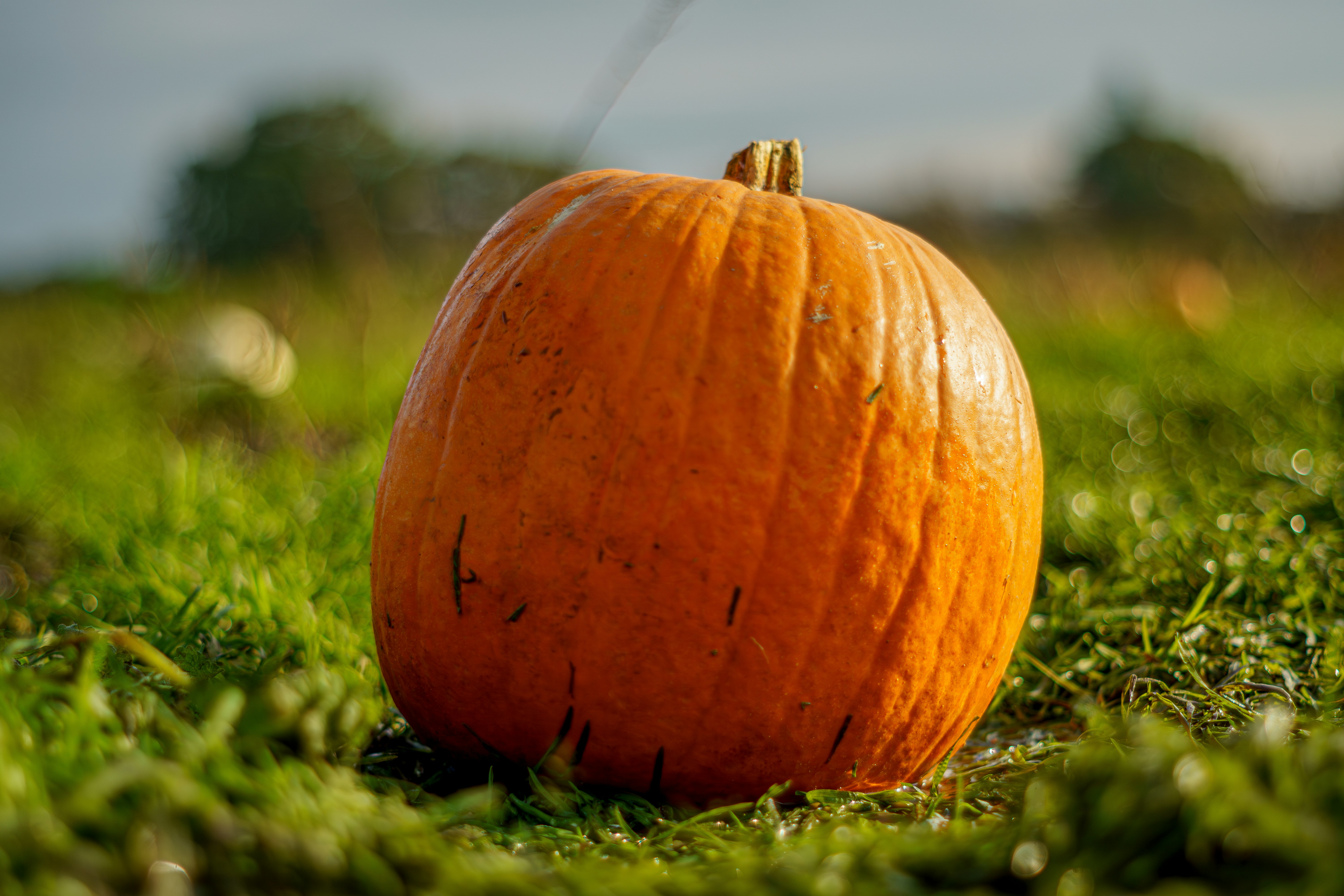 Pumpkin in field | A pumpkin sitting in the grass on a sunny day