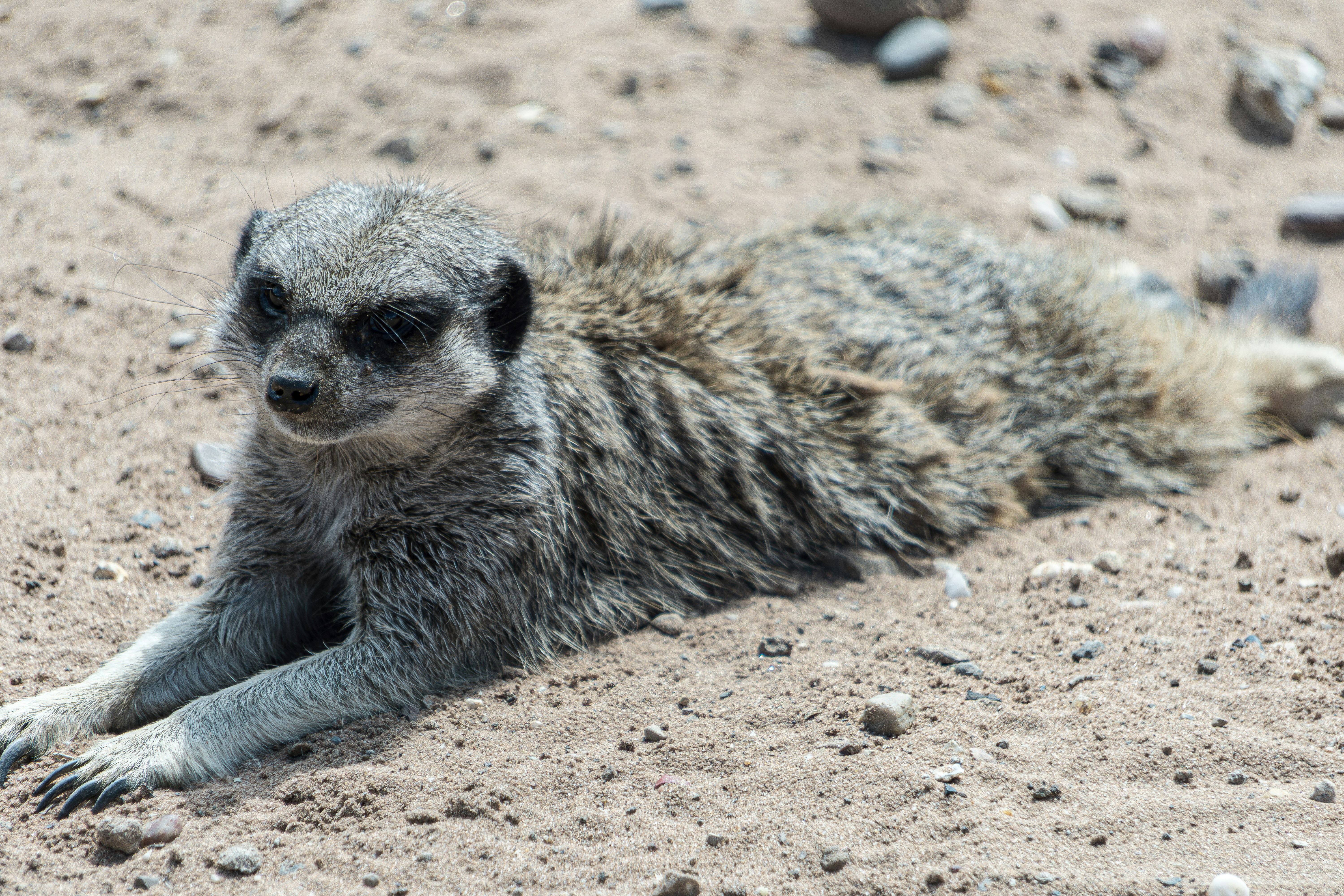 A baby meerkat is laying on the ground photo – Free Uk Image on Unsplash