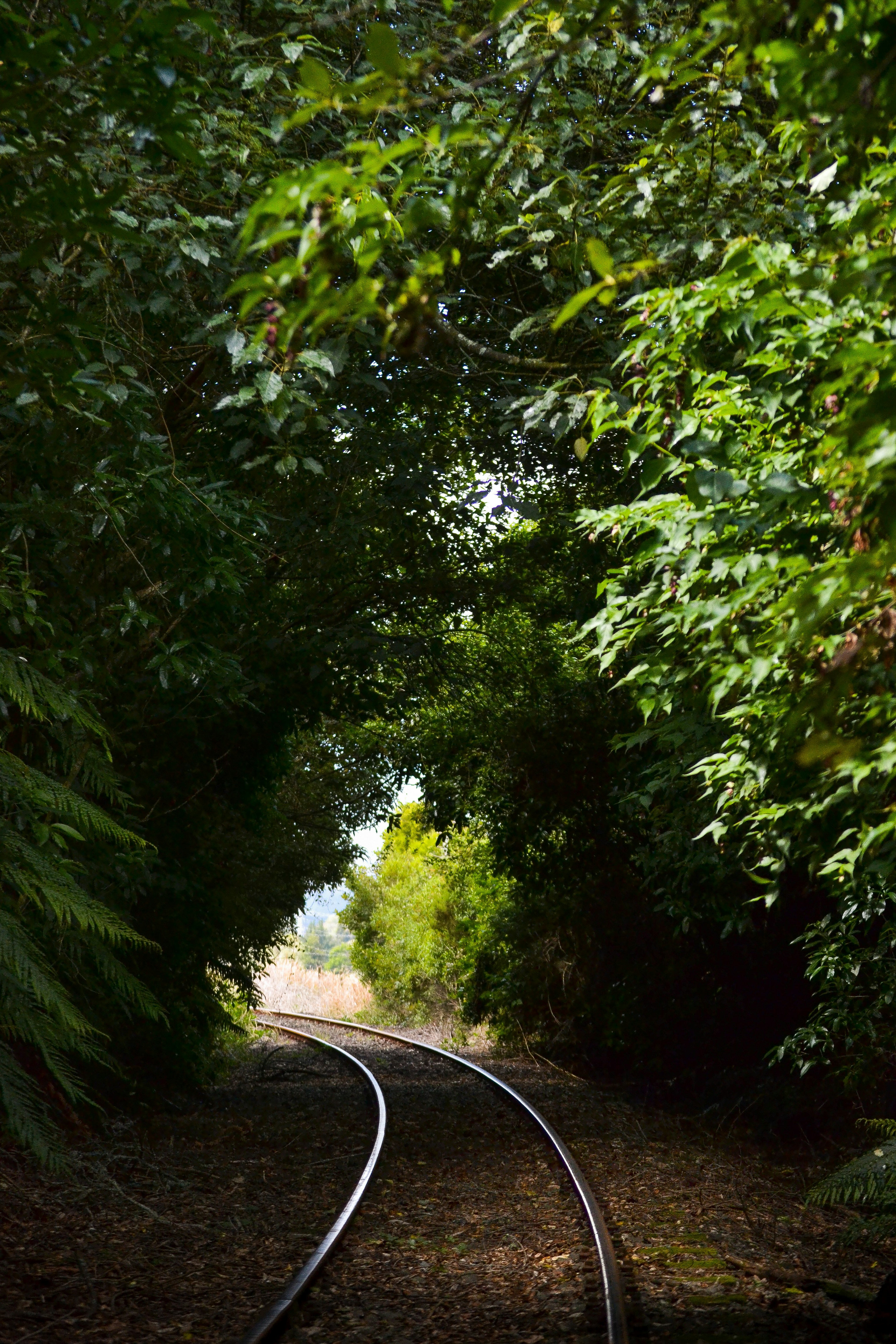 This is a photo of the Rotorua train tracks that wind through the hills of Rotorua and where built in 1893.