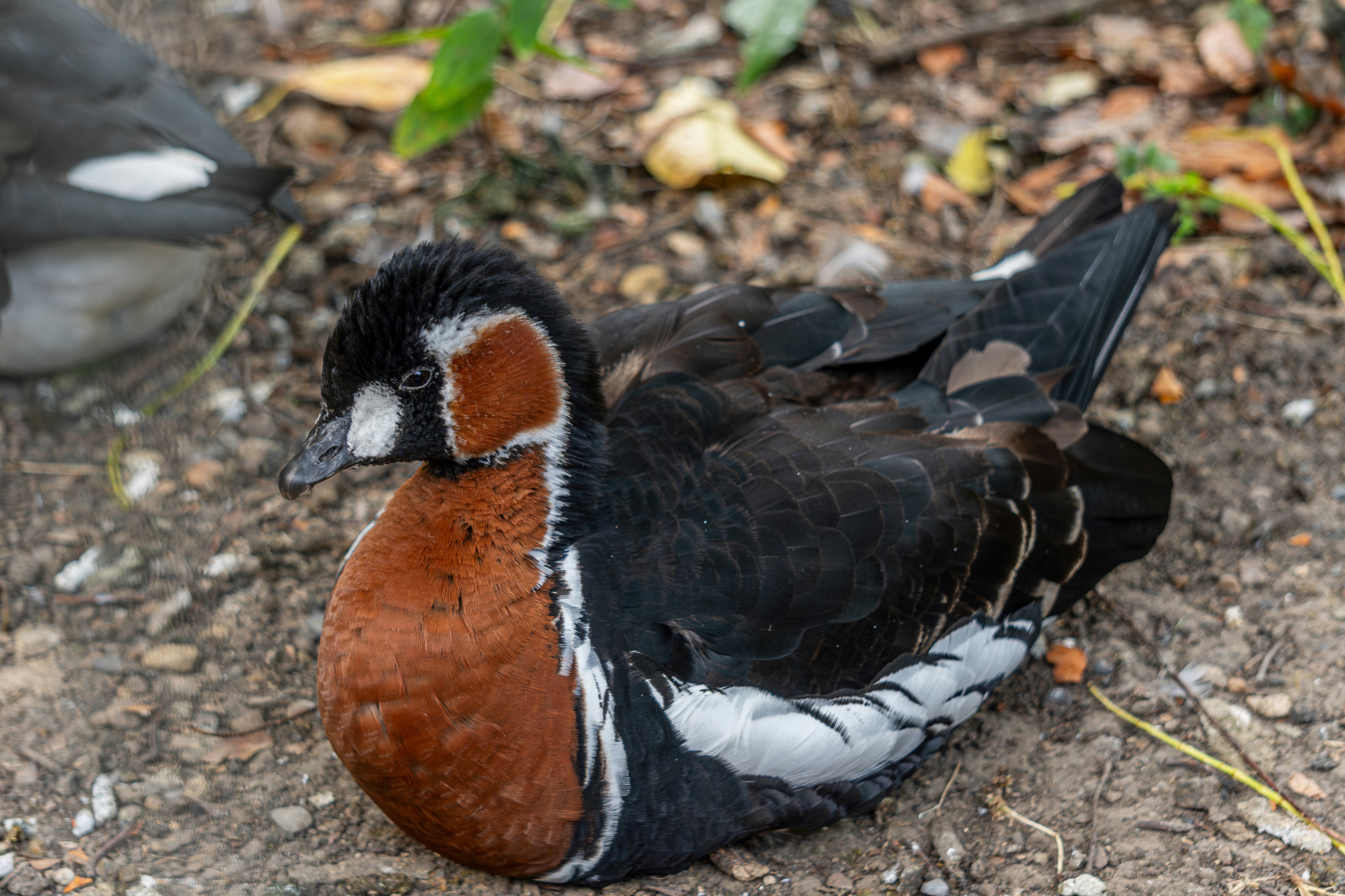 A close up of a bird on the ground photo – Free Leeds Image on Unsplash