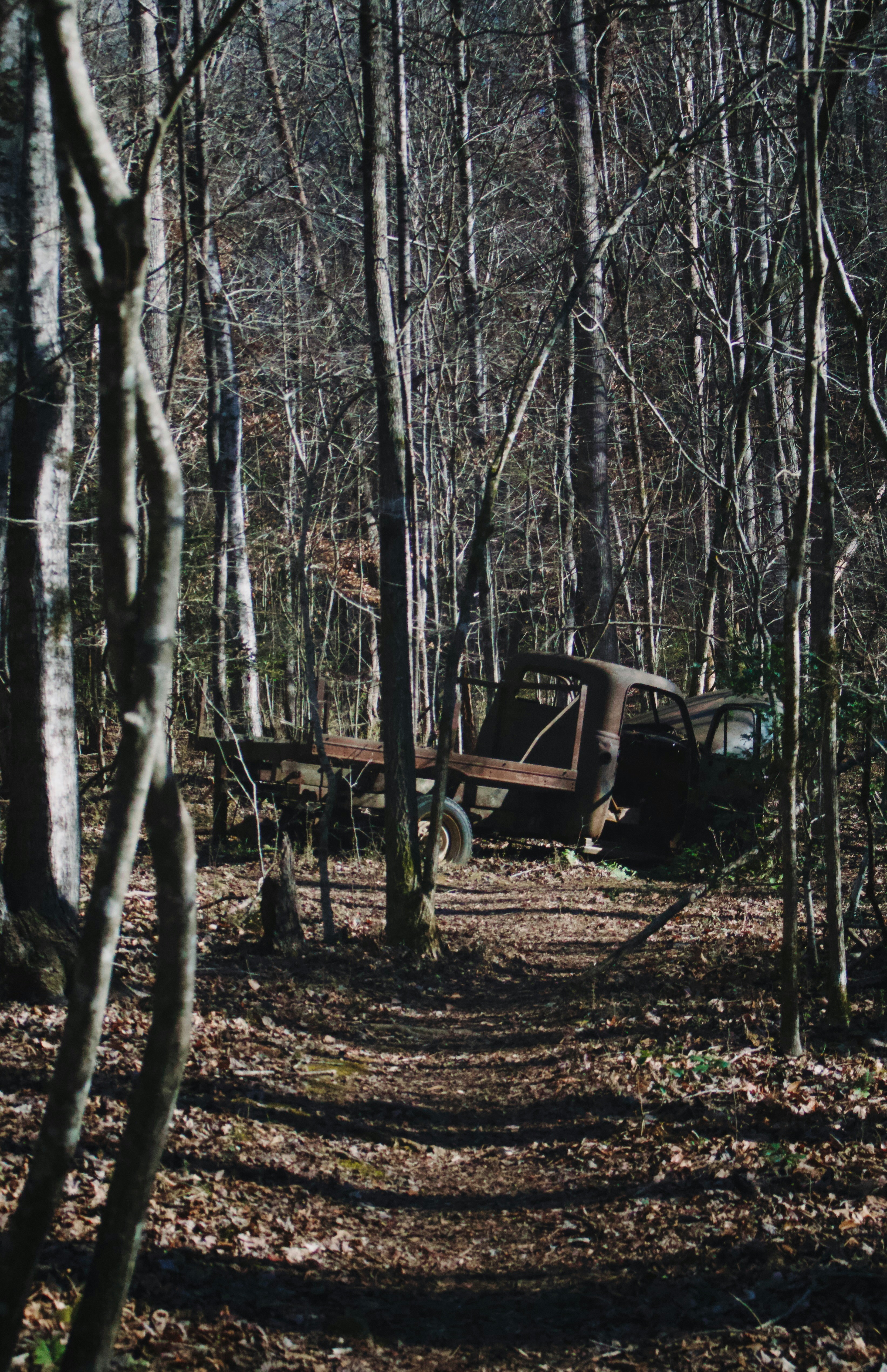 Rusted Sentinel: an old truck hiding in a thicket of trees