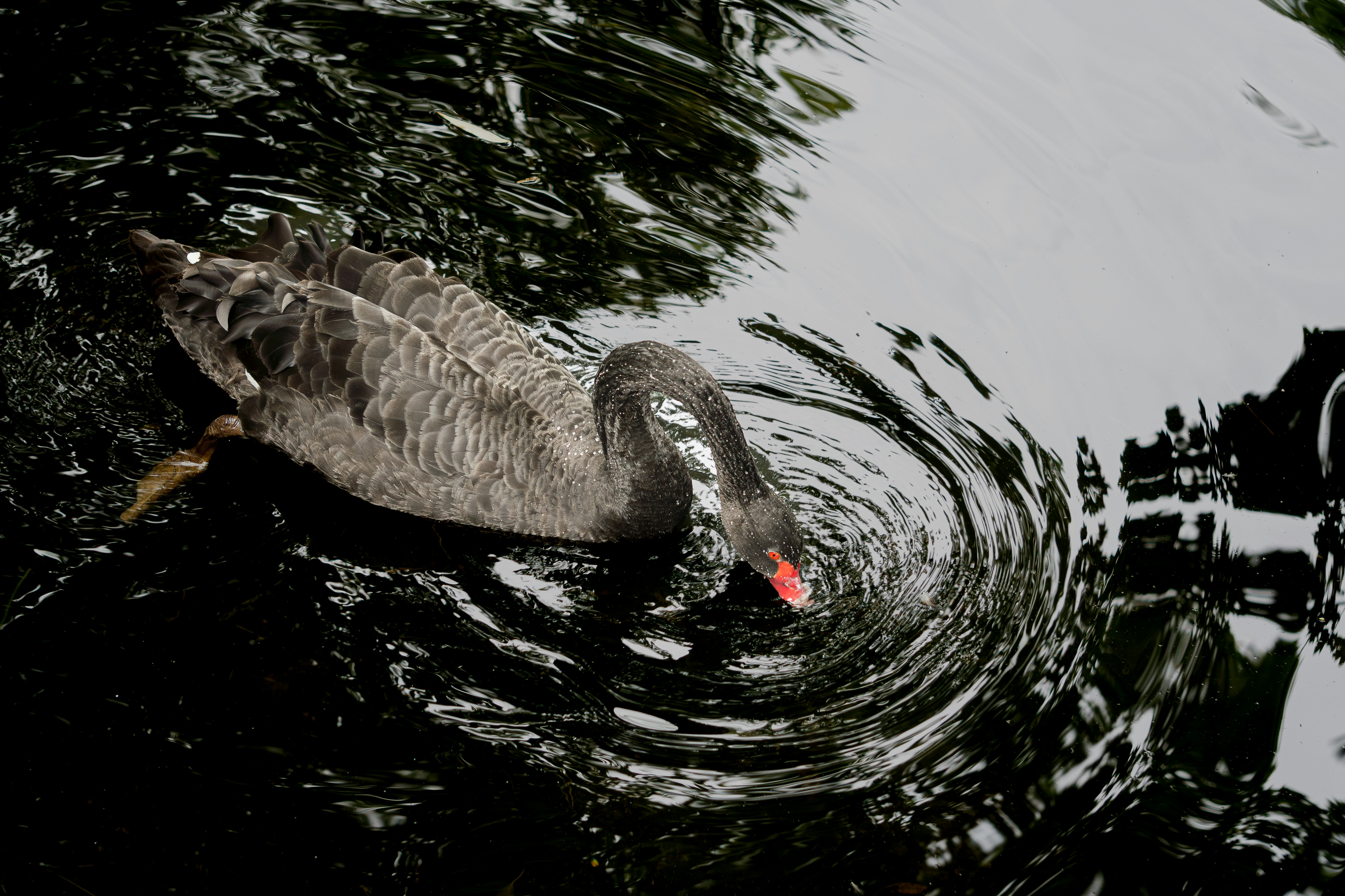 A duck floating on top of a body of water photo – Free Leeds Image on ...
