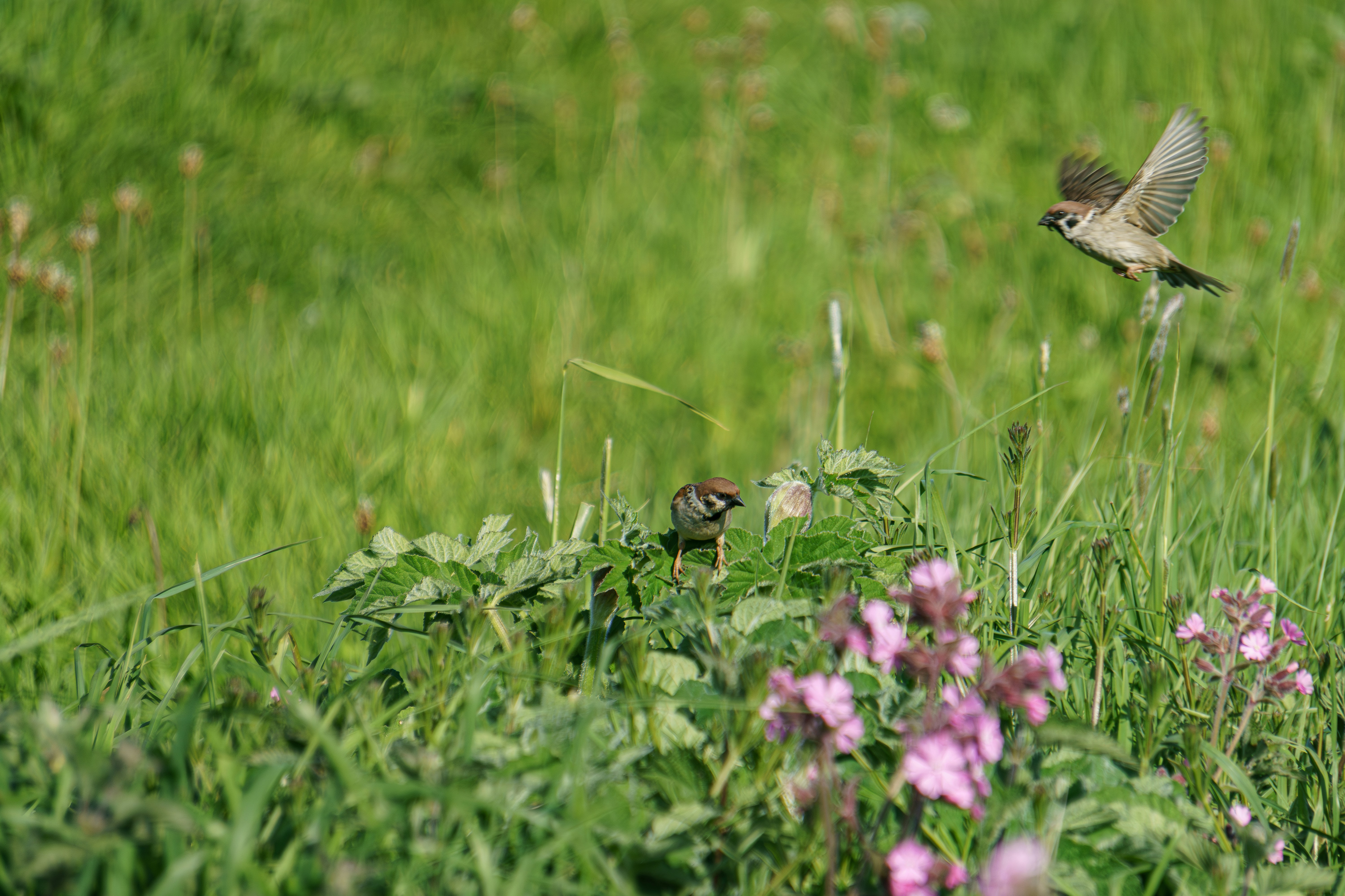 Two sparrows in a brief aerial interaction above a lush green field dotted with pink wildflowers.